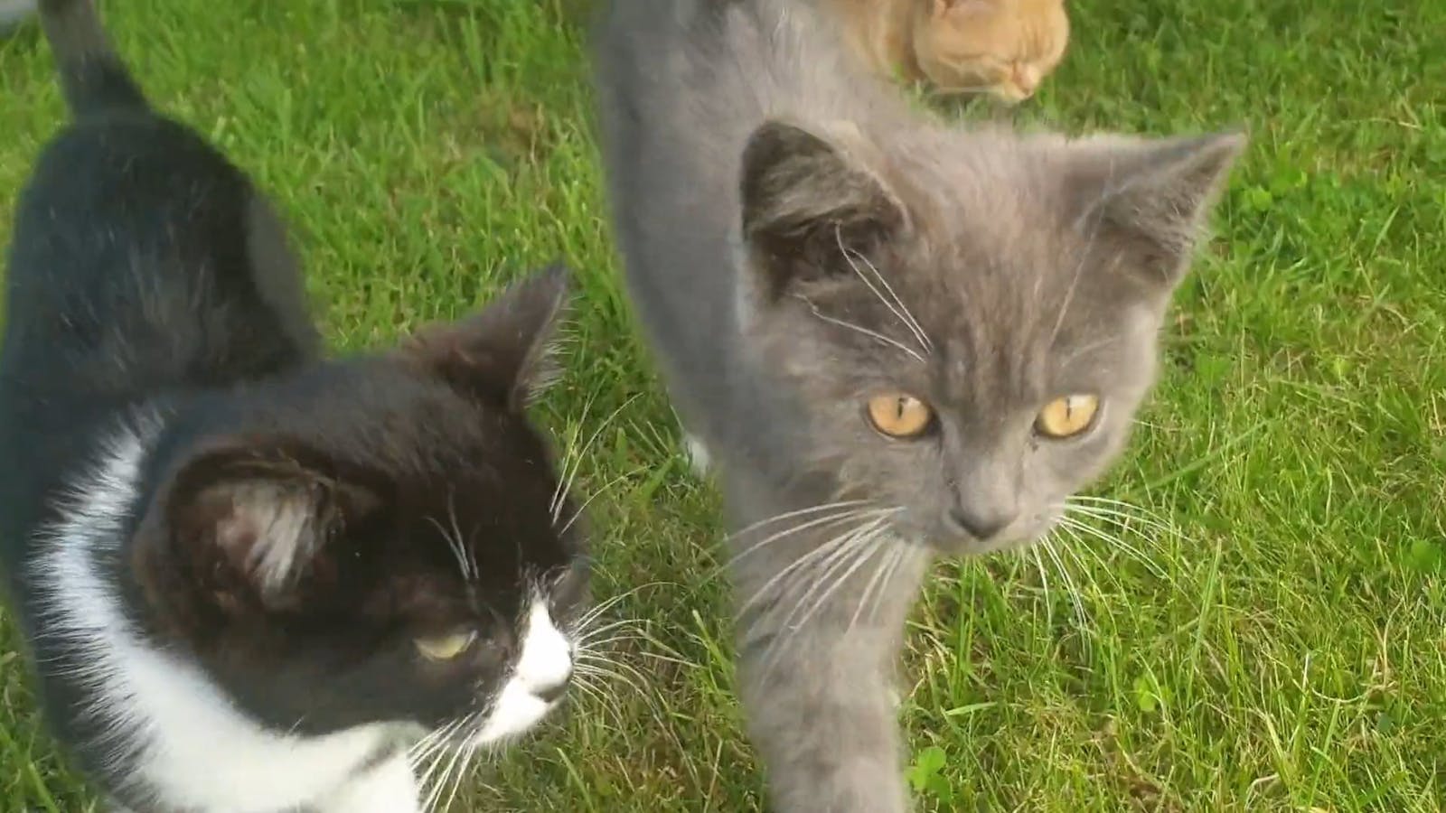 Cats Playing Videos, Download The BEST Free 4k Stock Video Footage ...