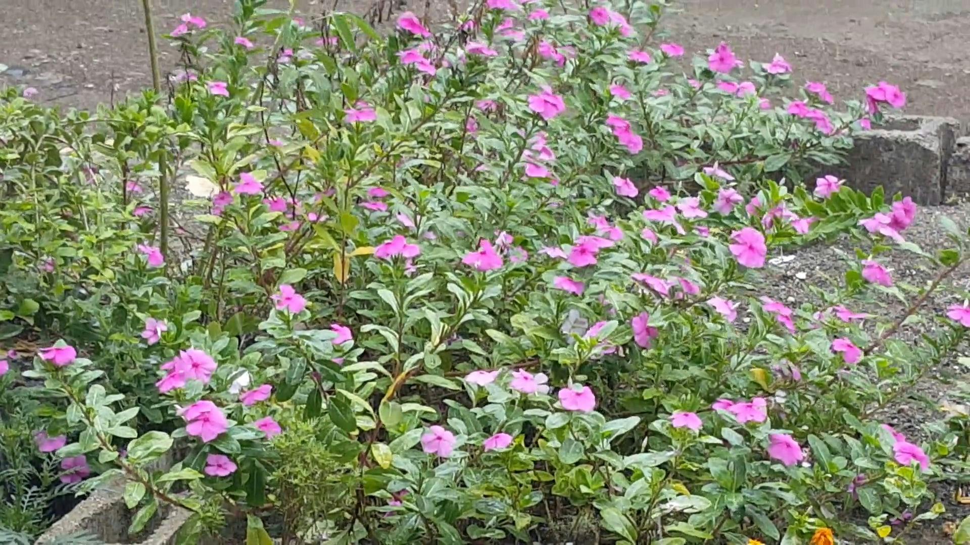 Heavy Rain Watering the Plants Free Stock Video Footage, Royalty-Free ...