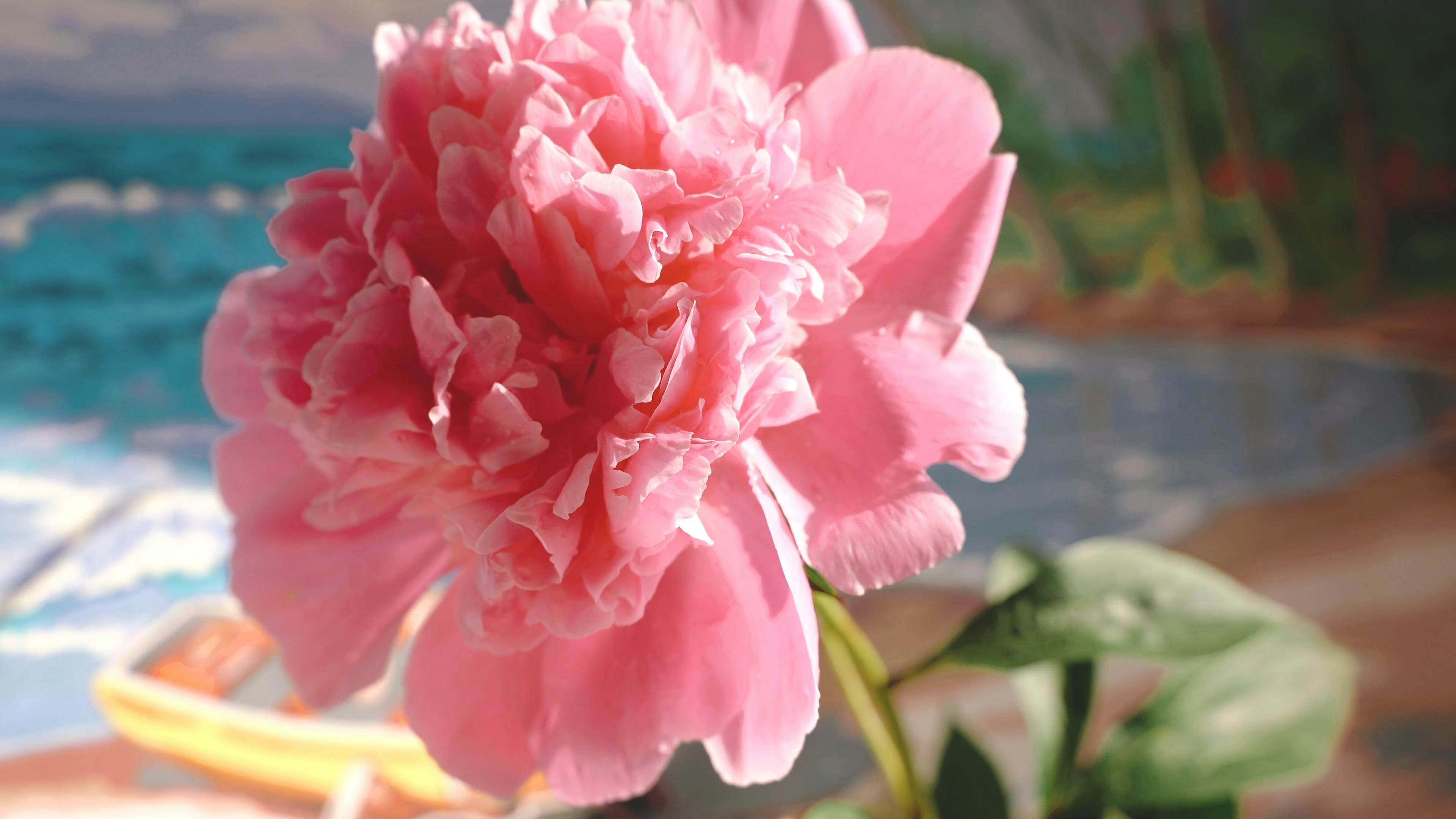 Seaside Rose Videos, Download The BEST Free 4k Stock Video Footage ...