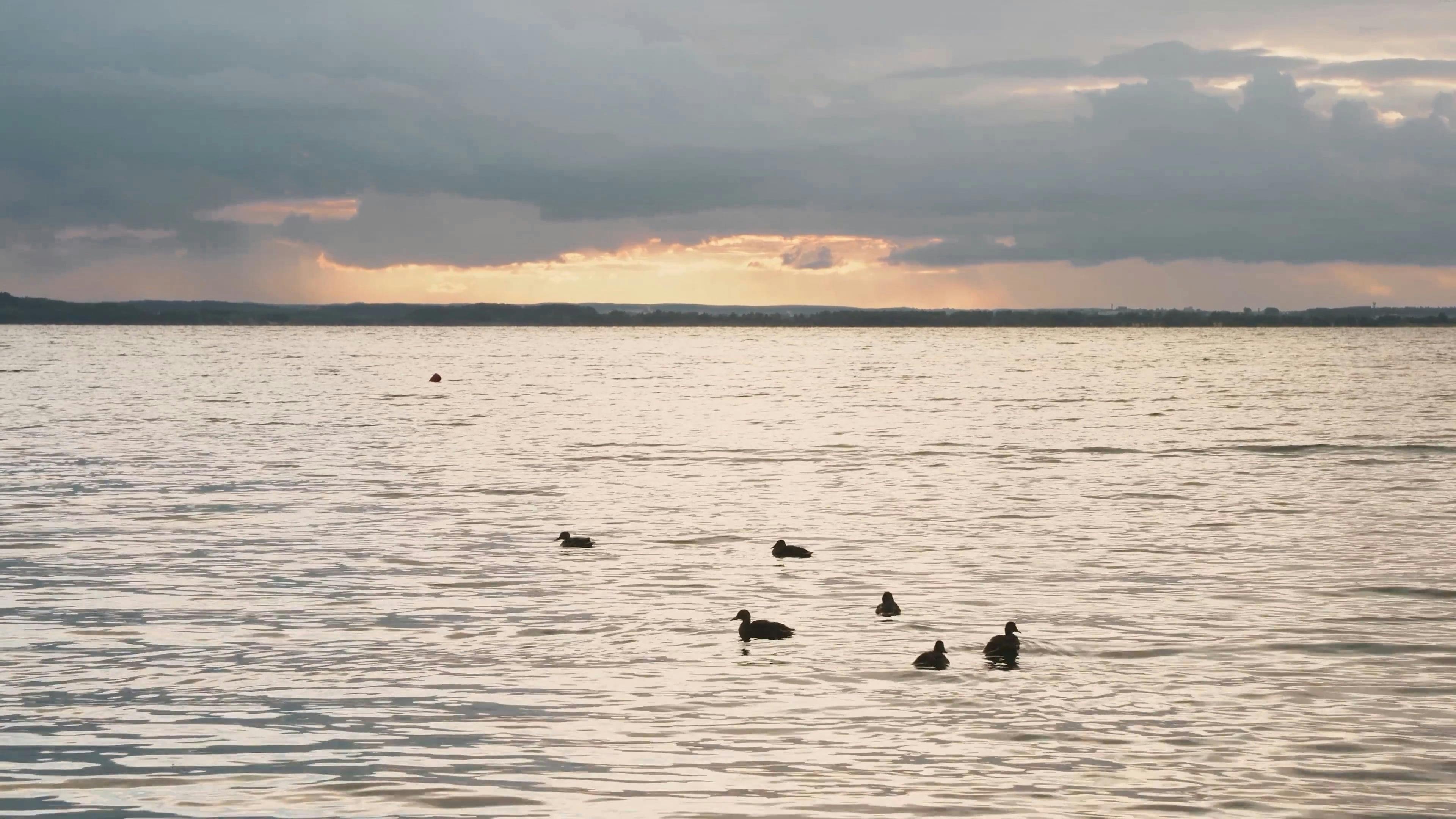 Ducks Line Videos, Download The BEST Free 4k Stock Video Footage ...
