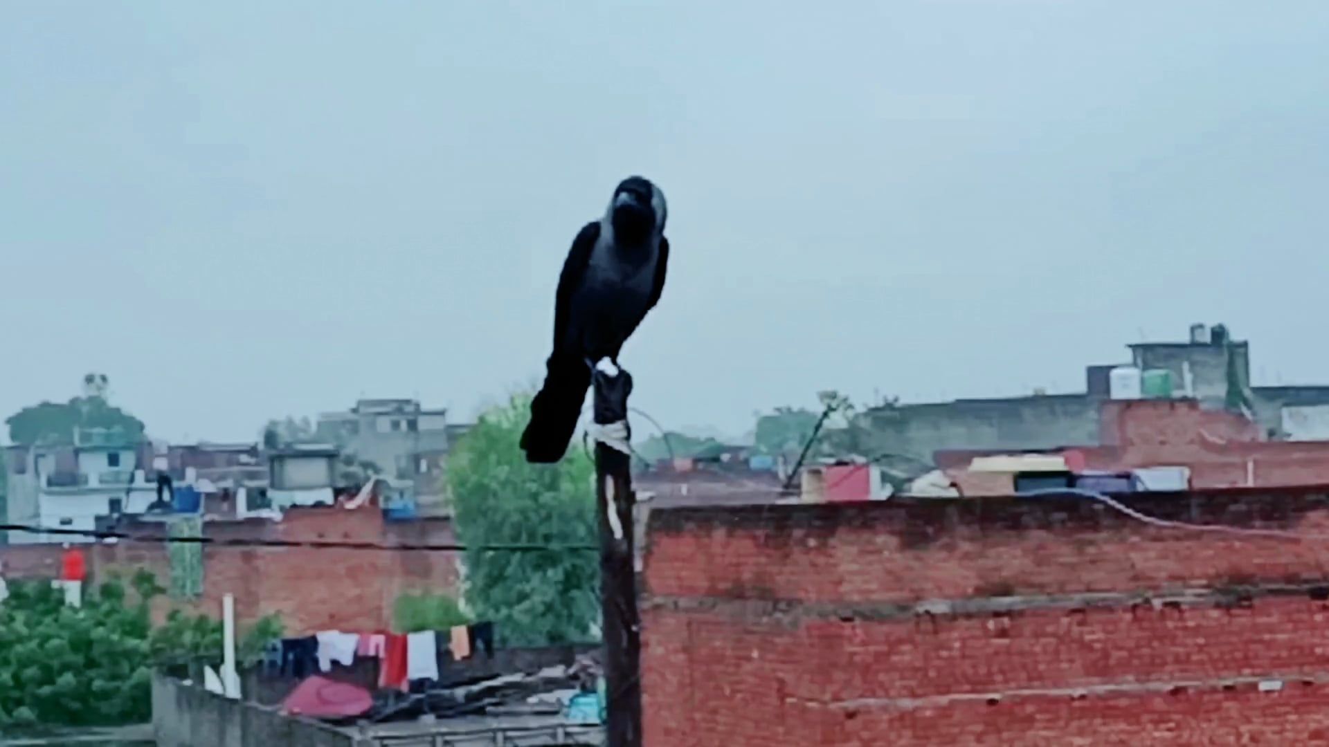 Slow Motion Video of Crow Flying in the Rain · Free Stock Video
