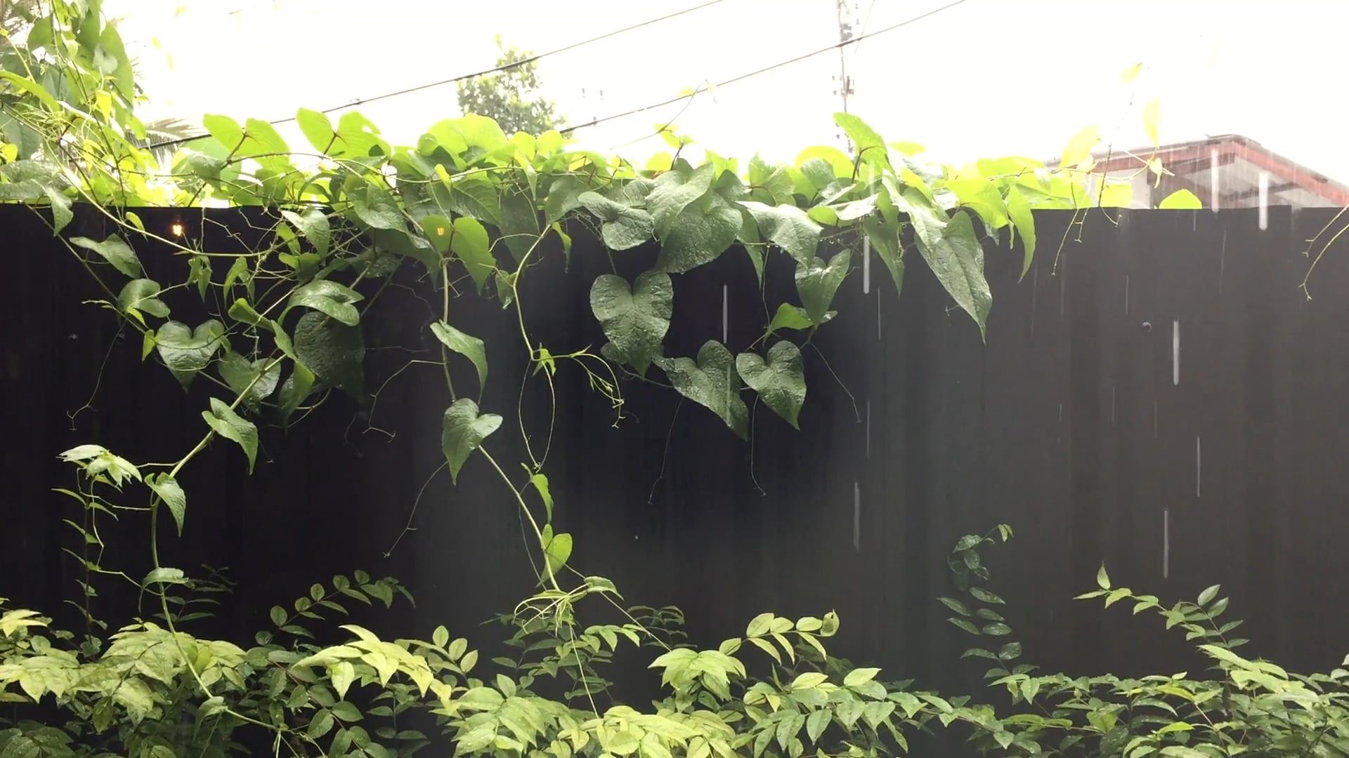 Plants Getting Wet by Rainfall Free Stock Video Footage, Royalty-Free ...