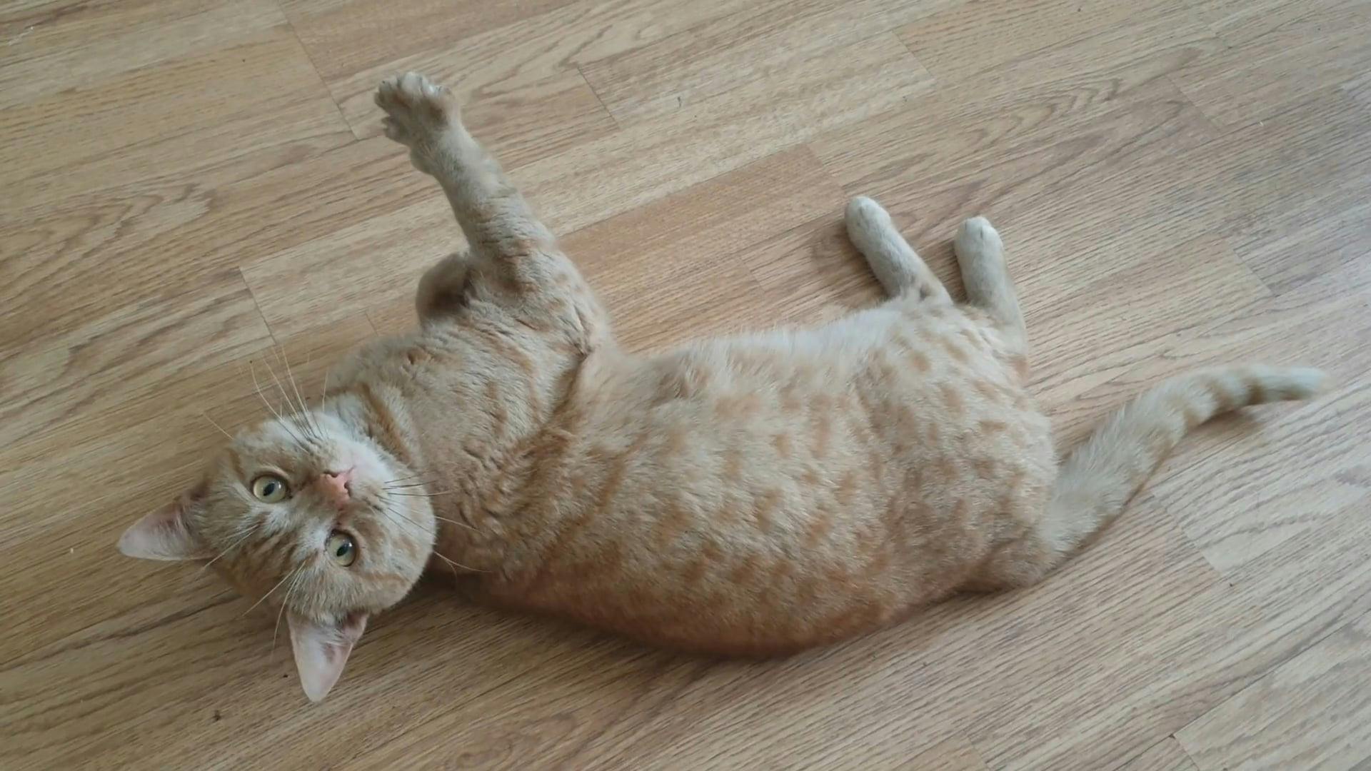 Adorable Cats on the Lawn Free Stock Video Footage, Royalty-Free 4K ...