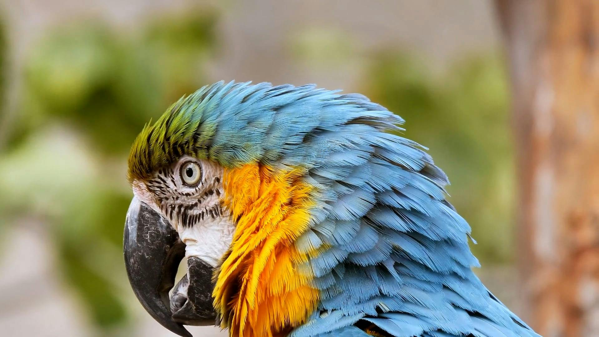 Close-Up View of a Parrot · Free Stock Video