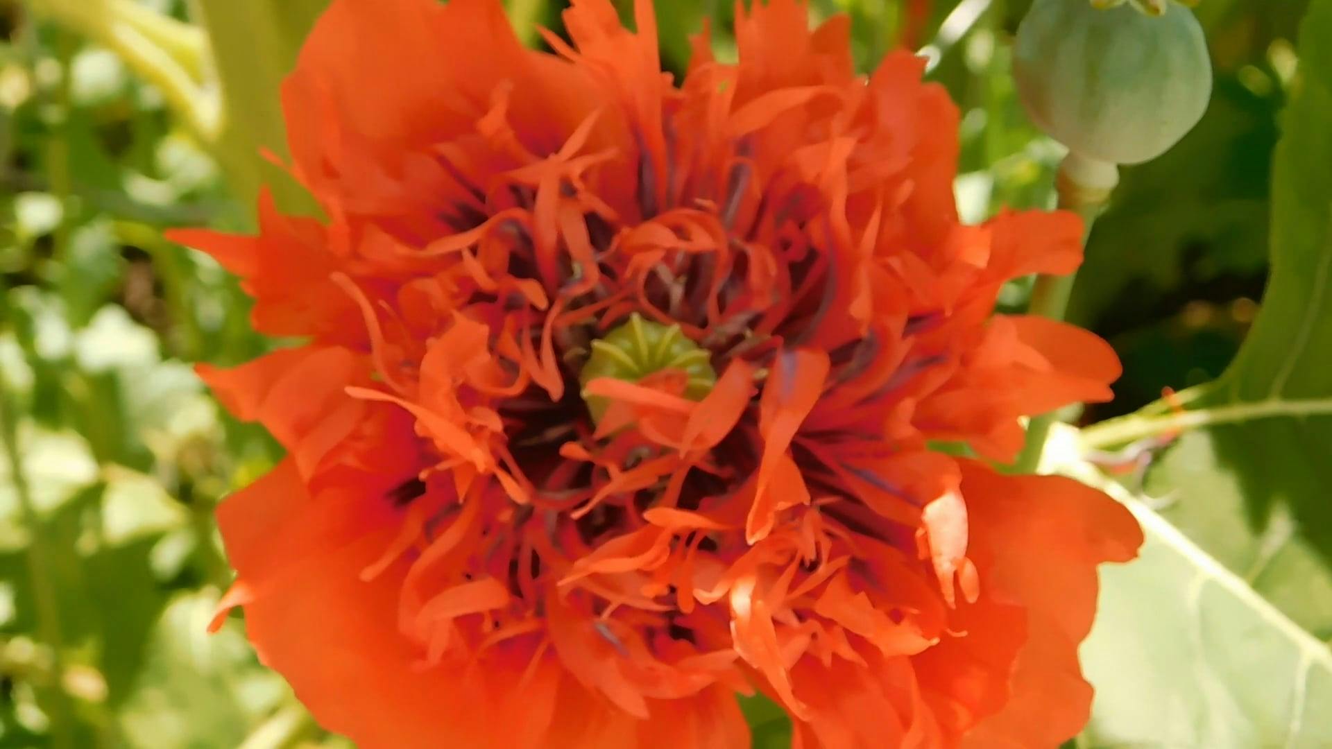 Girl Walking in Between Red Poppy Flower Field · Free Stock Video