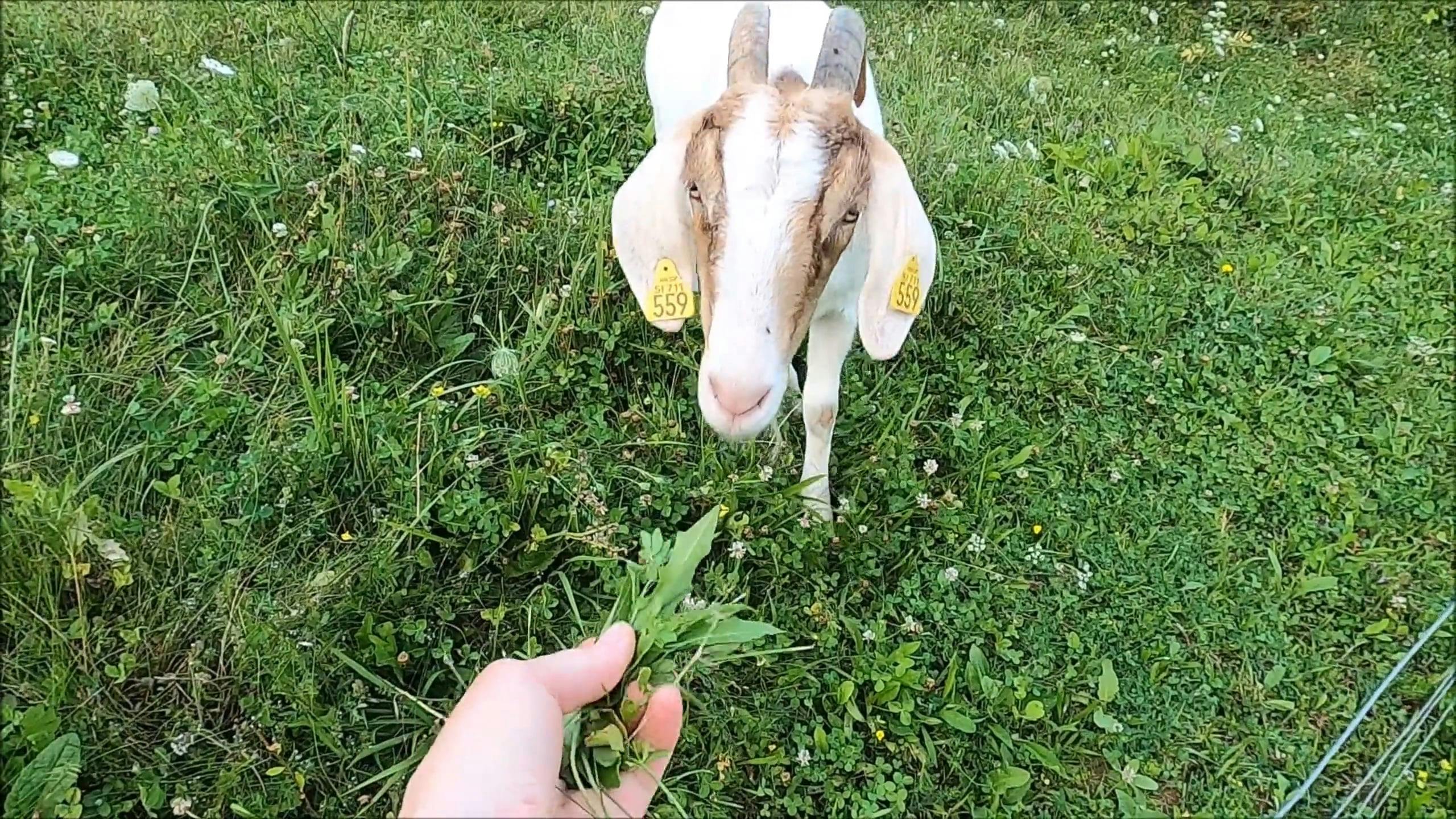 Goat Fivem Videos, Download The BEST Free 4k Stock Video Footage & Goat ...