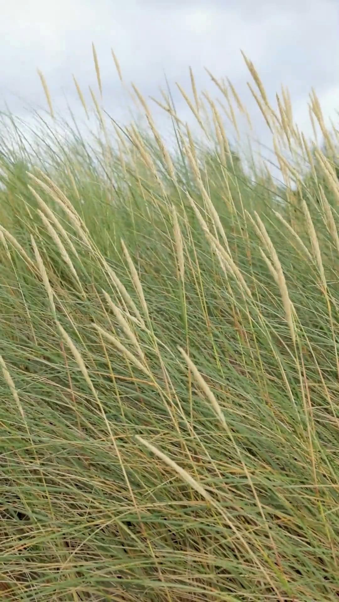 Wind Blowing The Curtain Free Stock Video Footage, Royalty-Free 4K & HD ...