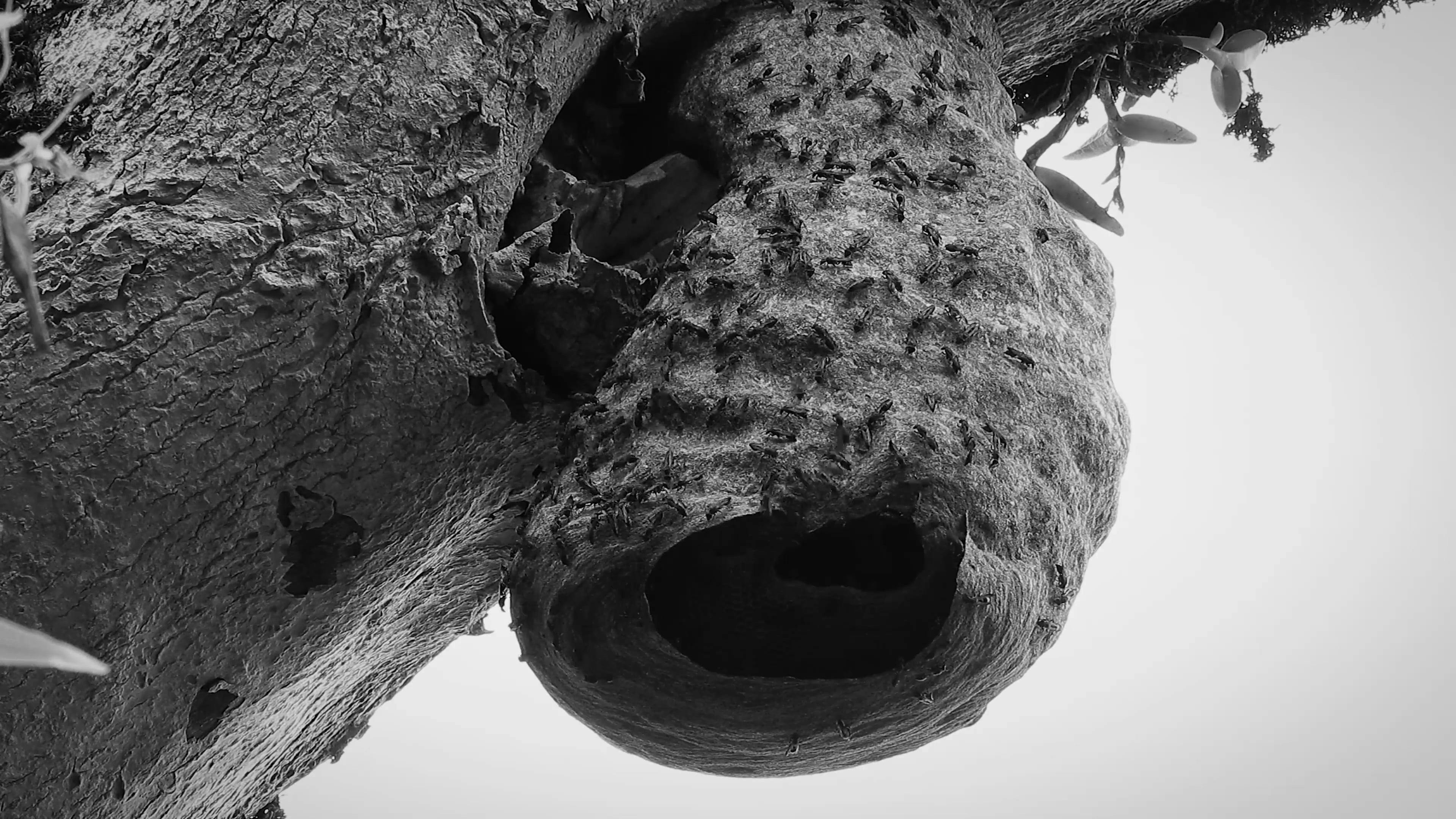 Nest Texture Videos, Download The BEST Free 4k Stock Video Footage ...