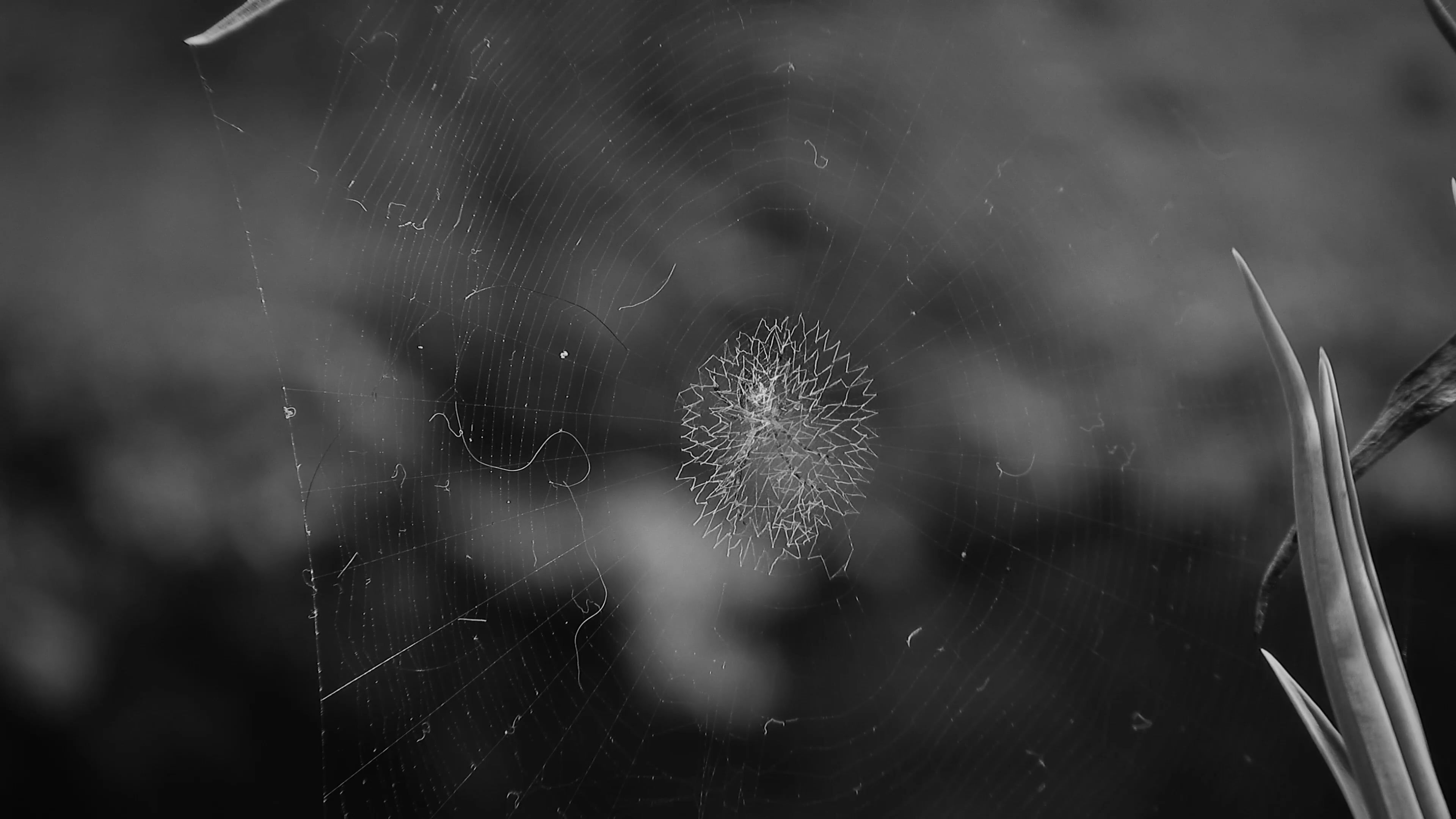 Close Up View of a Spider and Spider Web Free Stock Video Footage ...