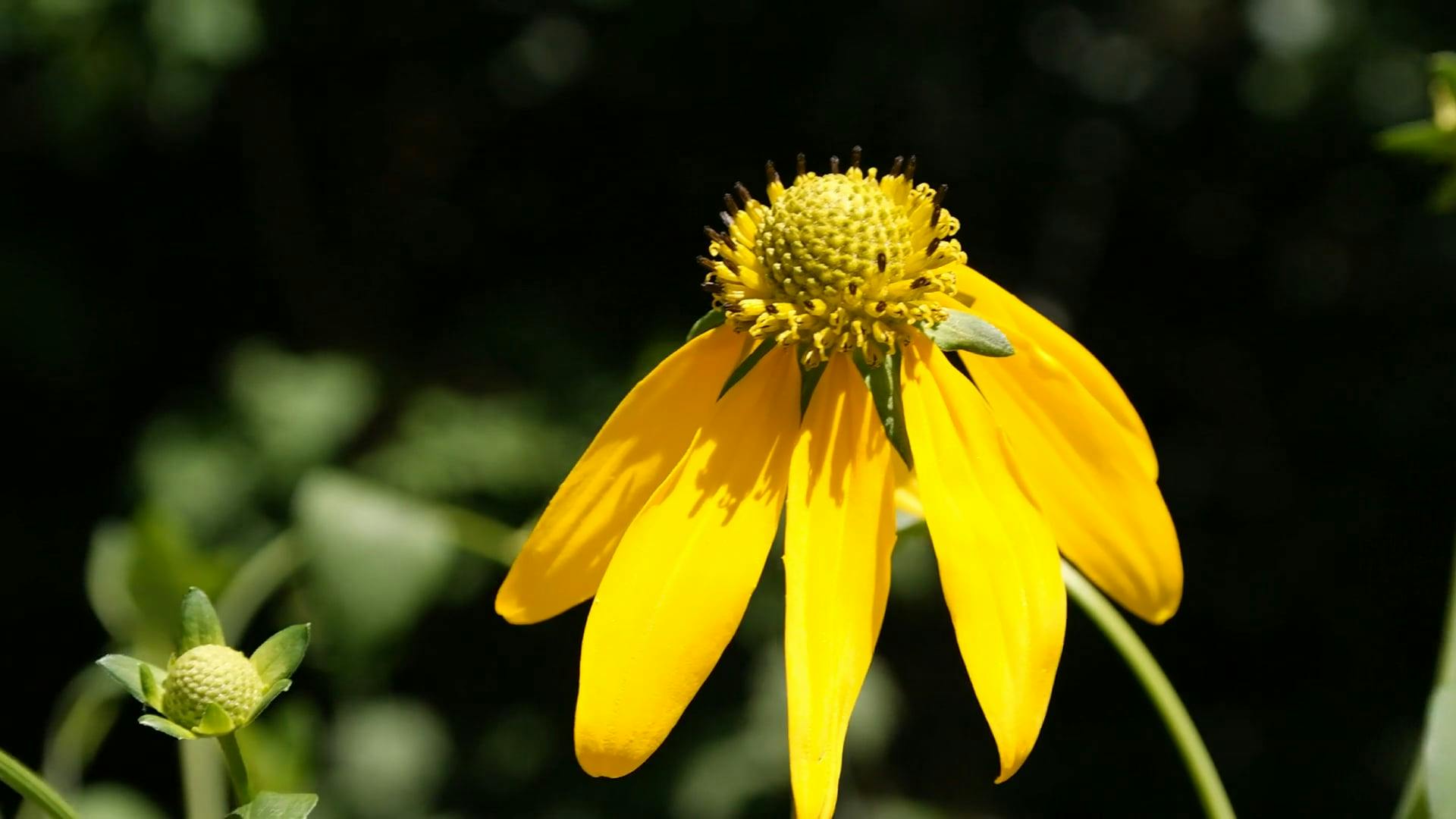 Drooping Petals of a Daisy · Free Stock Video