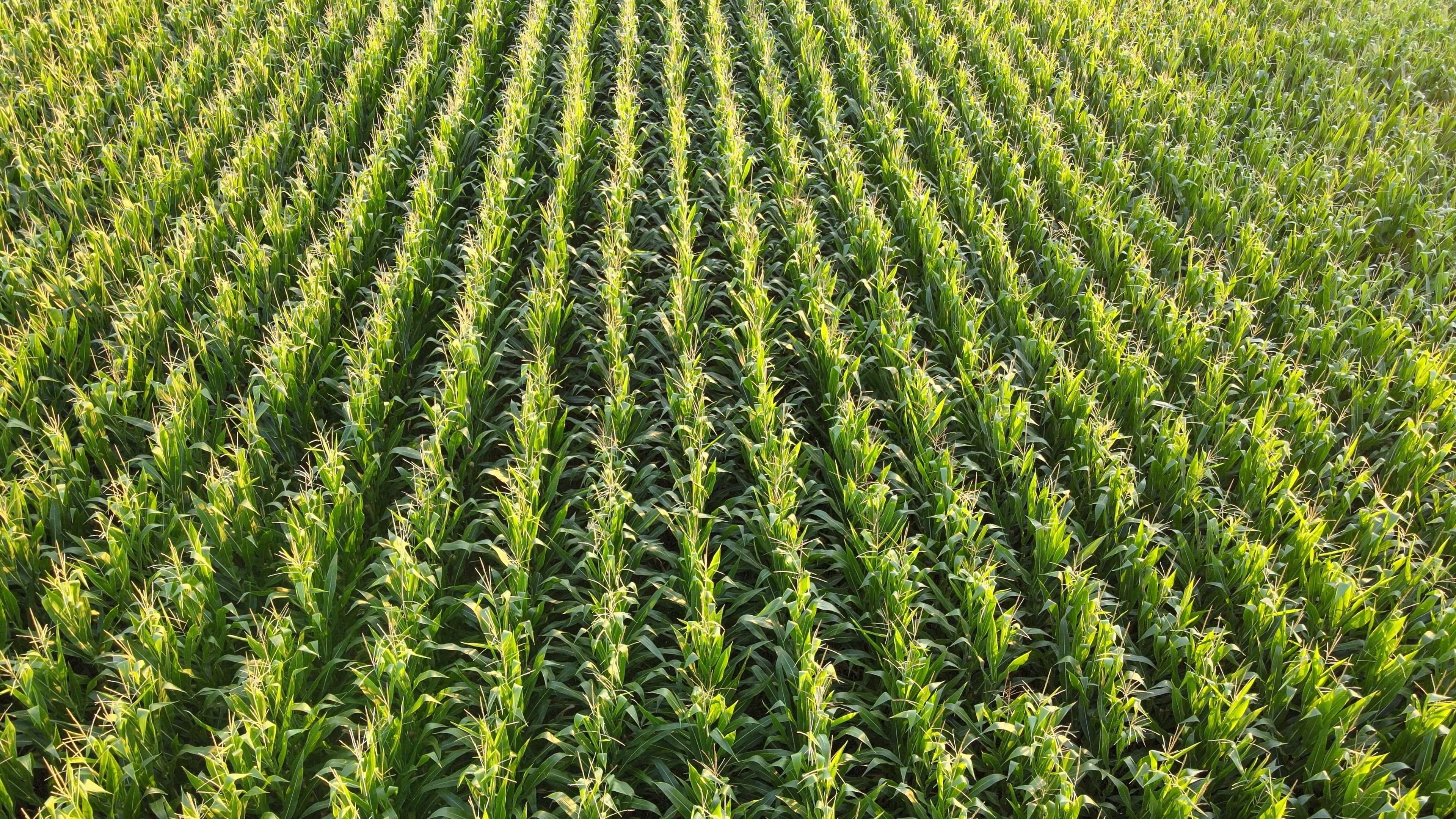 Maize Planting Videos, Download The BEST Free 4k Stock Video Footage ...