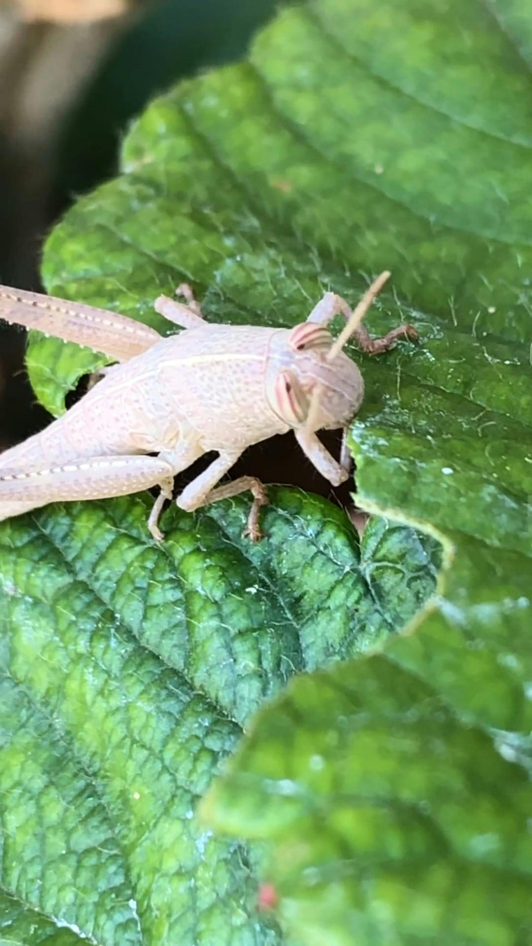 Close Up Video of an Insect Eating a Leaf · Free Stock Video