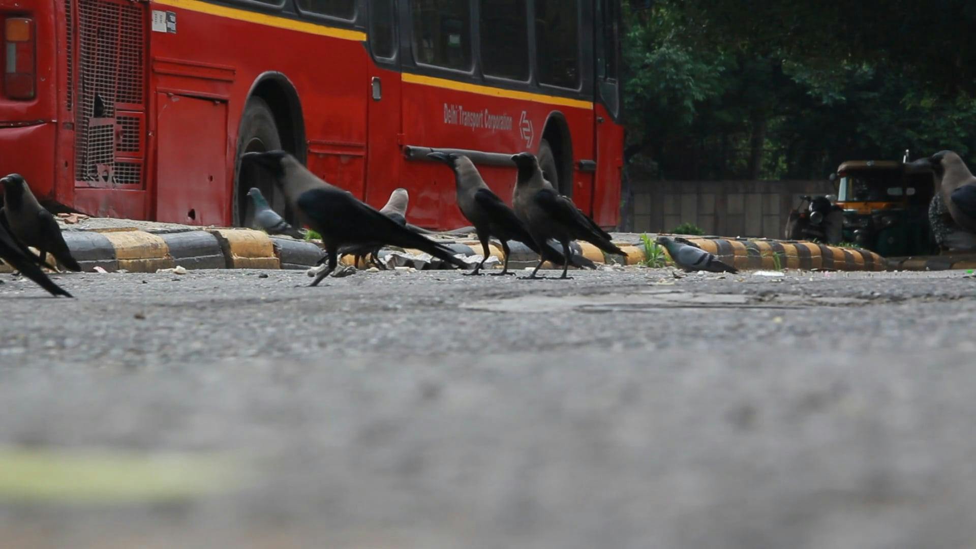 Flying Buses Videos, Download The BEST Free 4k Stock Video Footage ...