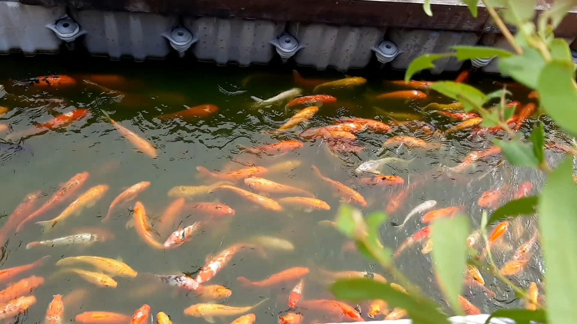 Fish Inside Aquarium Free Stock Video Footage, Royalty-Free 4K & HD ...