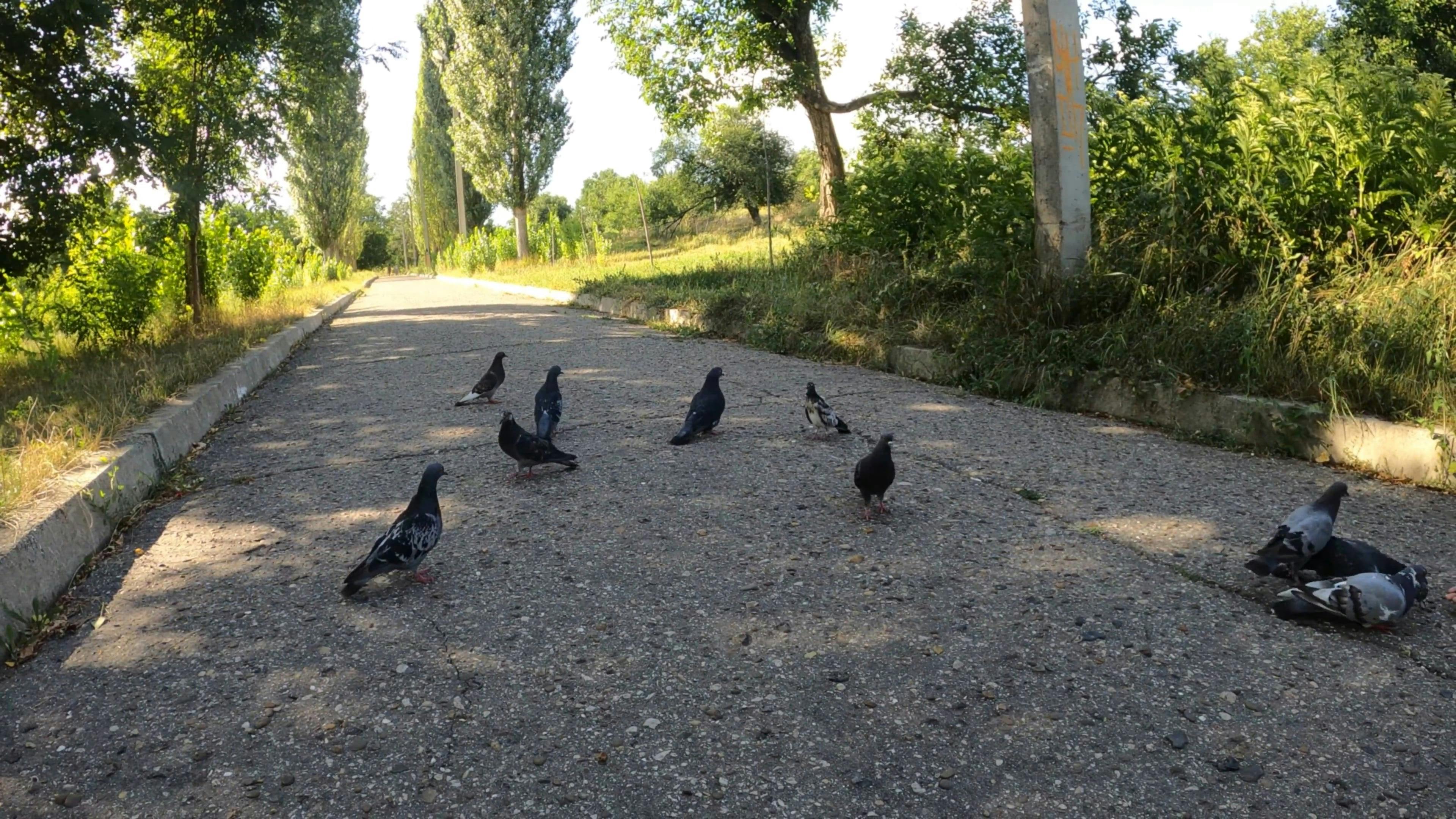 Woman Holding a Pigeon Free Stock Video Footage, Royalty-Free 4K & HD ...
