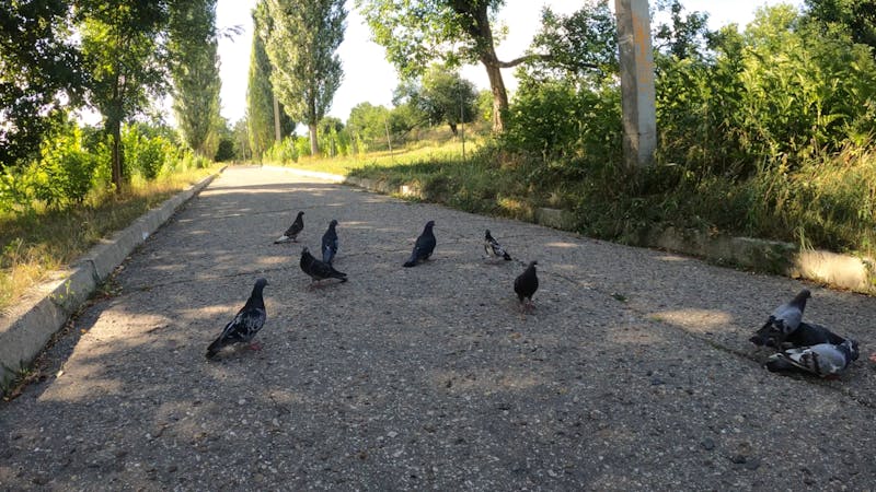 Doves Videos, Download The BEST Free 4k Stock Video Footage & Doves HD ...