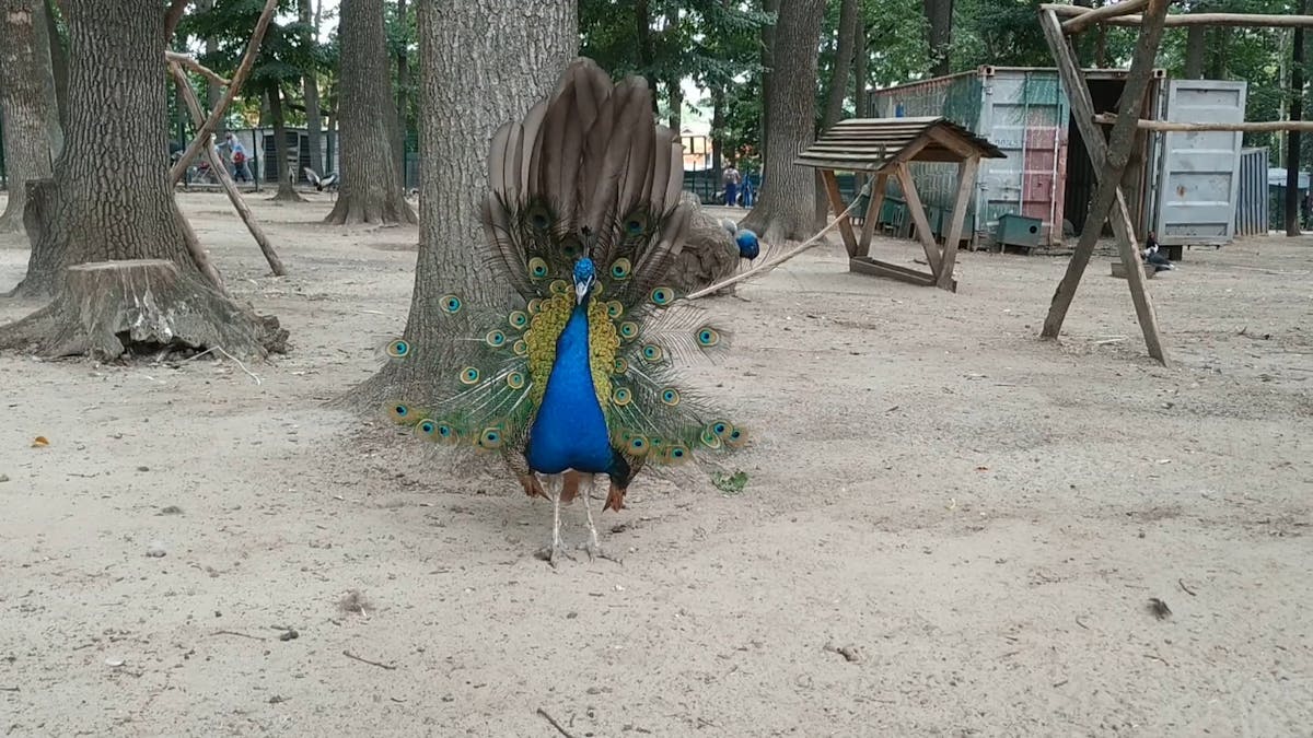 Mating Animals Videos, Download The BEST Free 4k Stock Video Footage ...