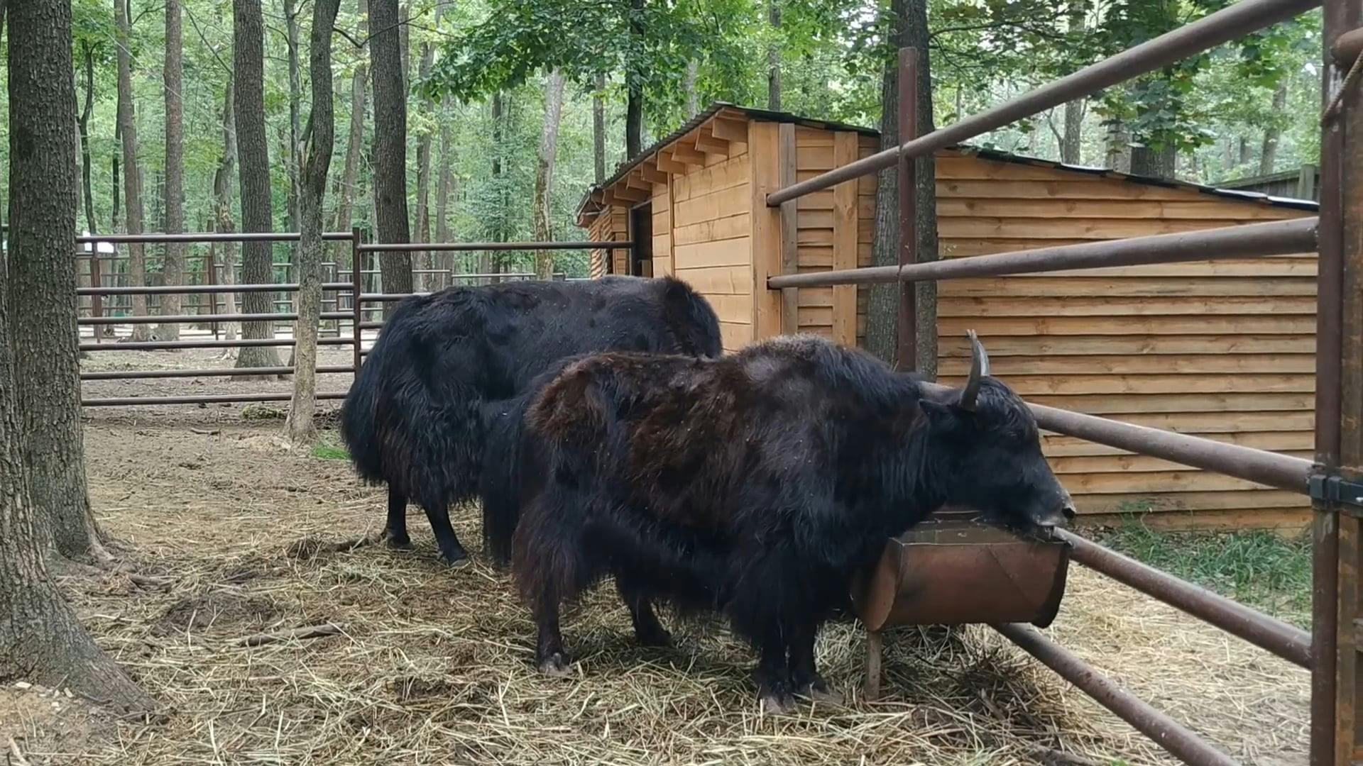 Yak Videos, Download The BEST Free 4k Stock Video Footage & Yak HD ...