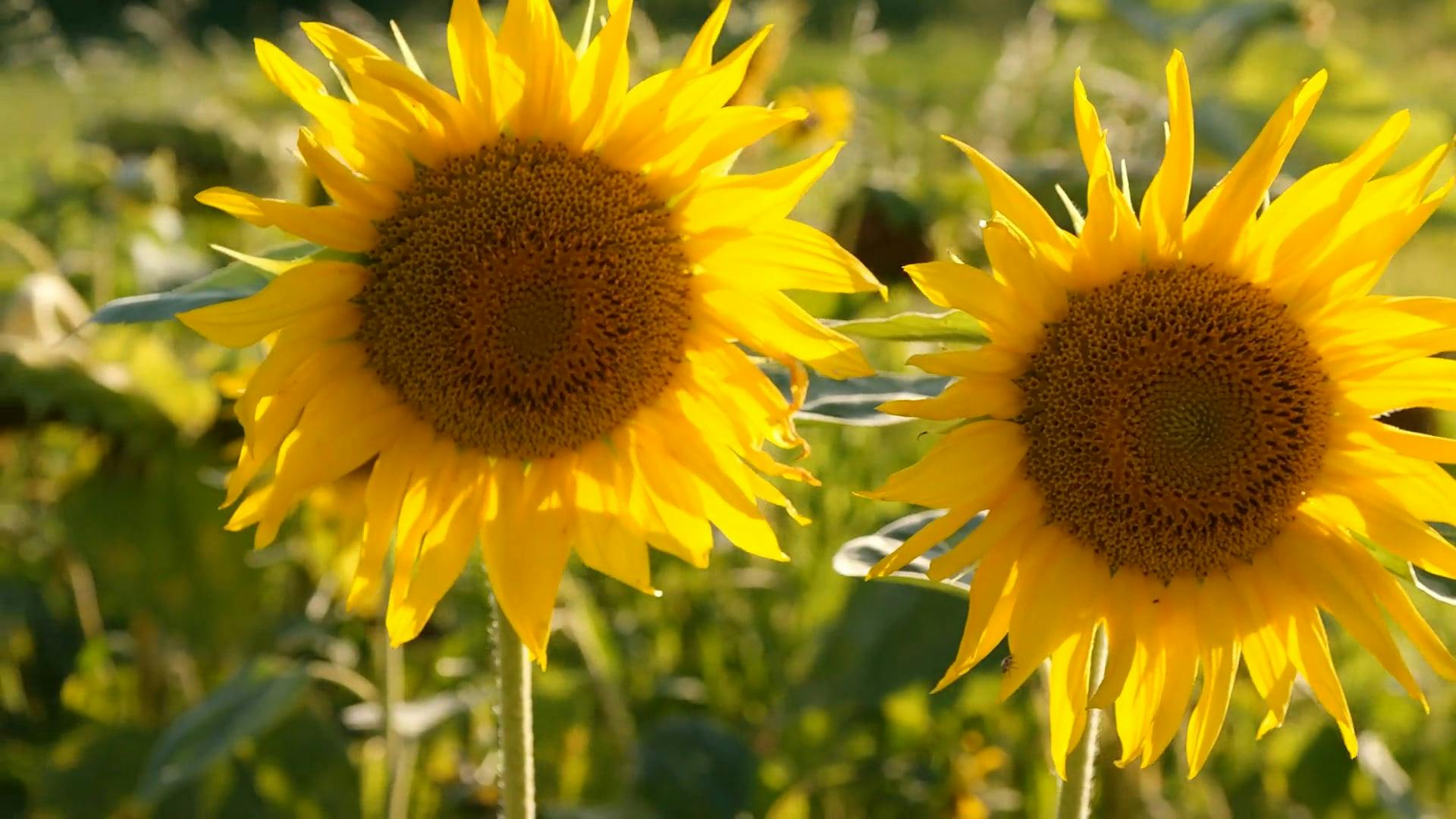 Close-Up Of Sunflower Bulbs · Free Stock Video