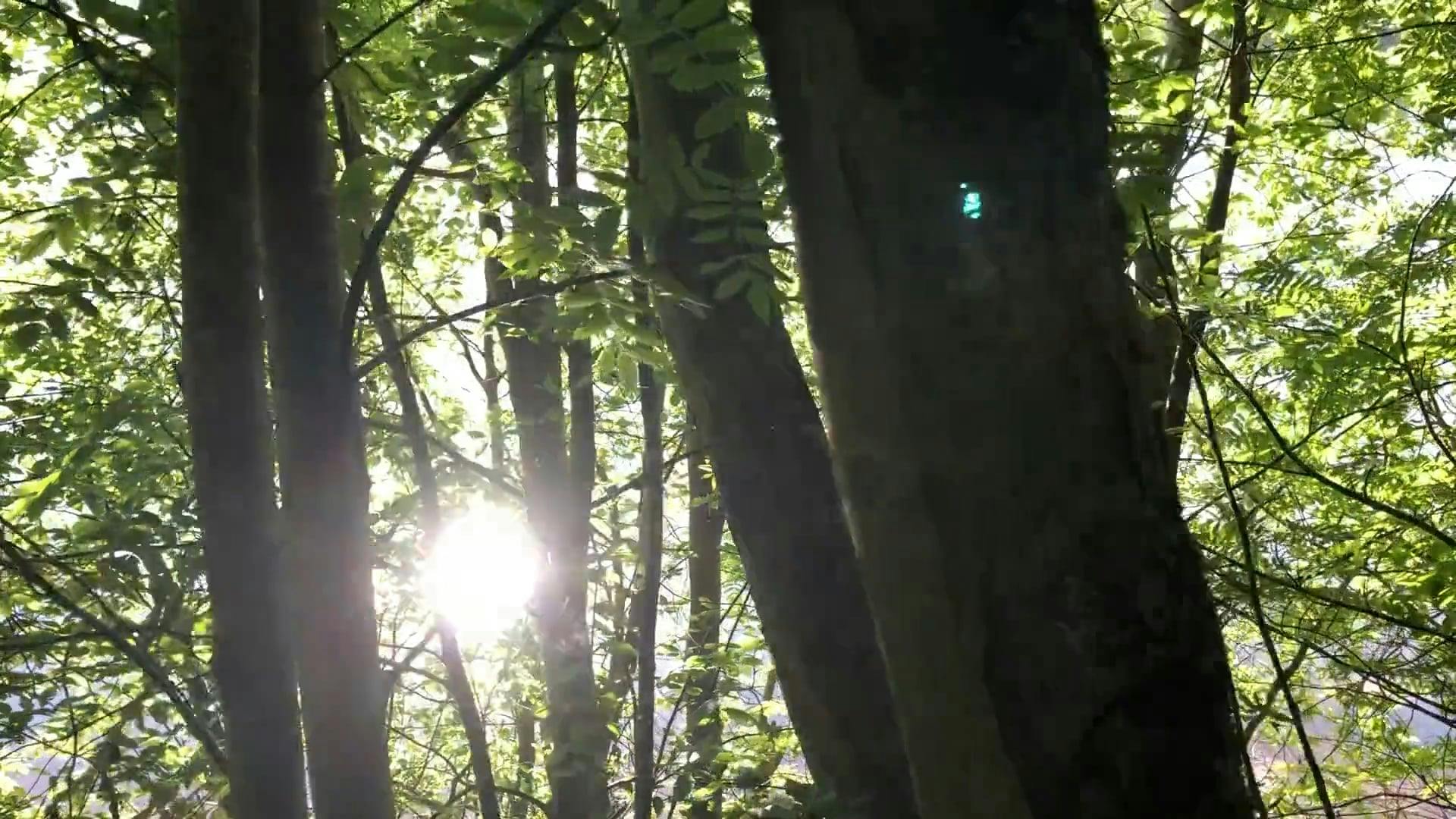 The Ray Of Sun On The Forest Ground · Free Stock Video