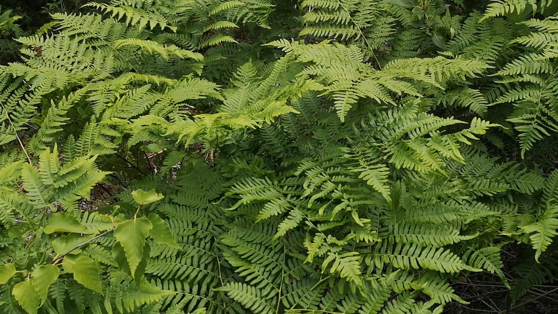 Ferns Videos, Download The BEST Free 4k Stock Video Footage & Ferns HD ...