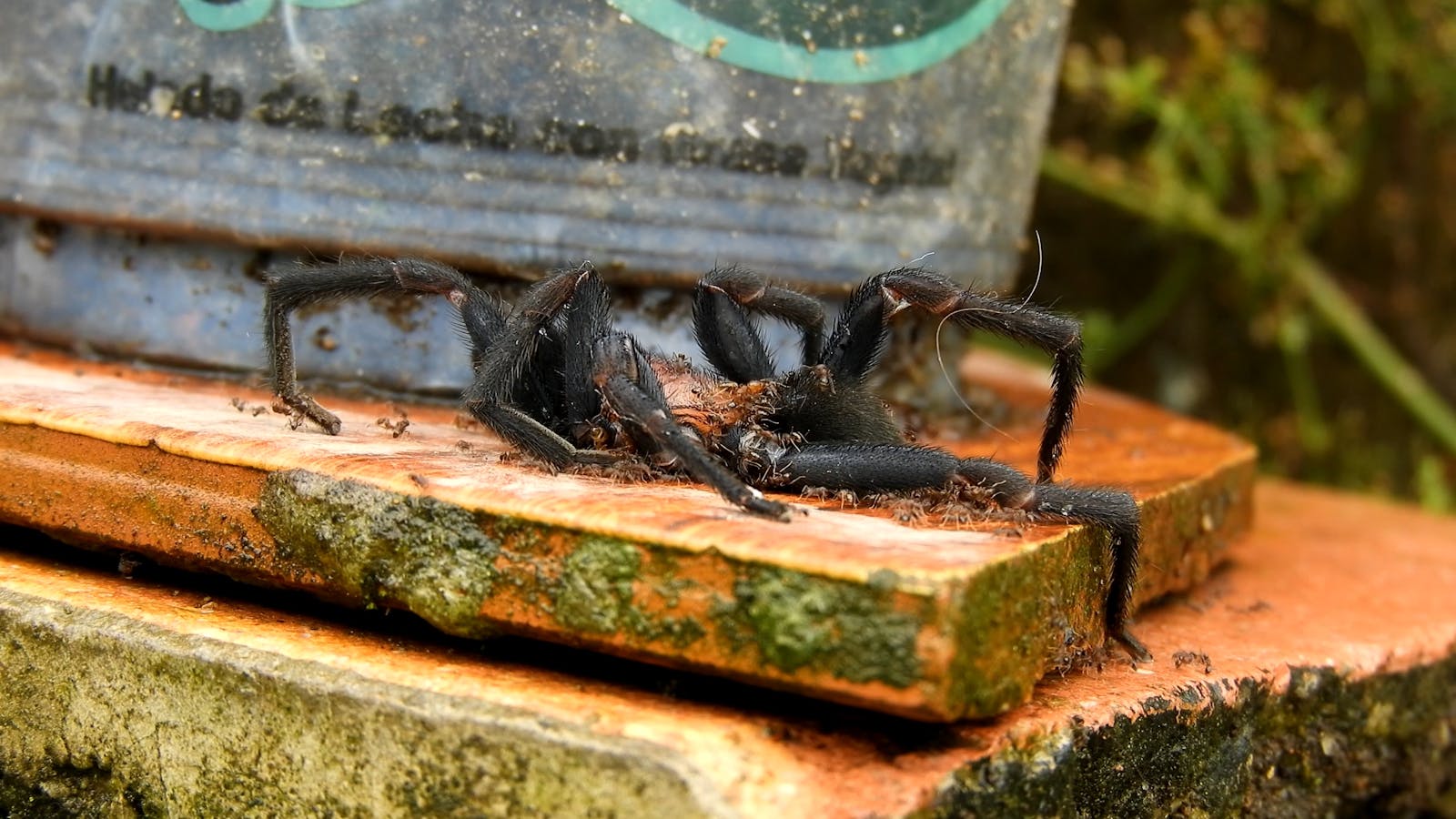 Insect 4k Videos, Download The BEST Free 4k Stock Video Footage ...