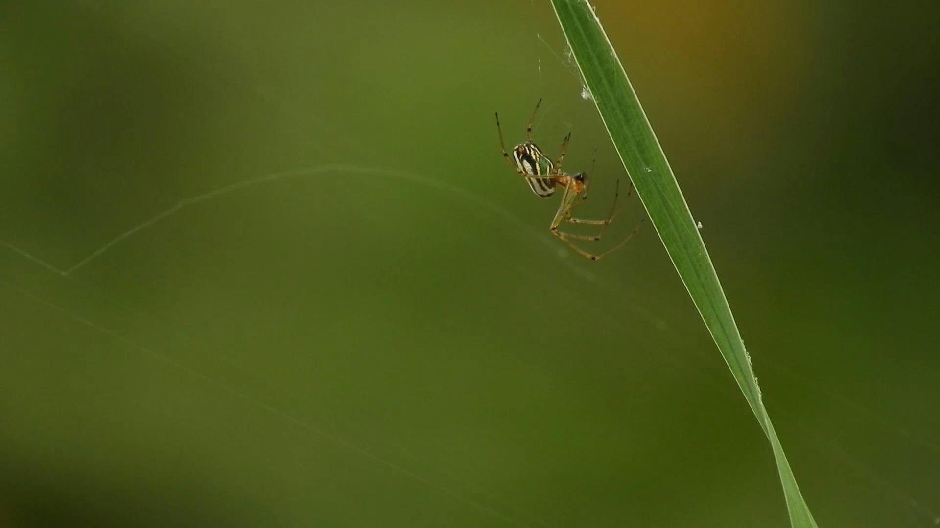 Spider Making Web Videos, Download The BEST Free 4k Stock Video Footage ...