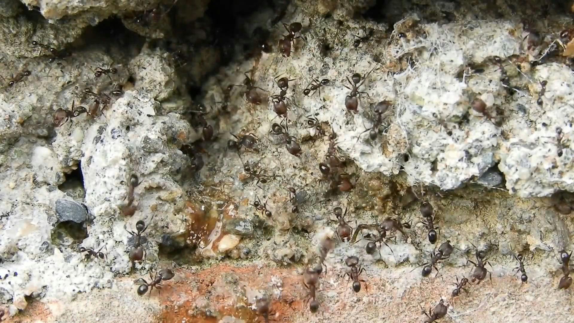 Una Colonia De Hormigas Rojas · Vídeo de stock gratuito