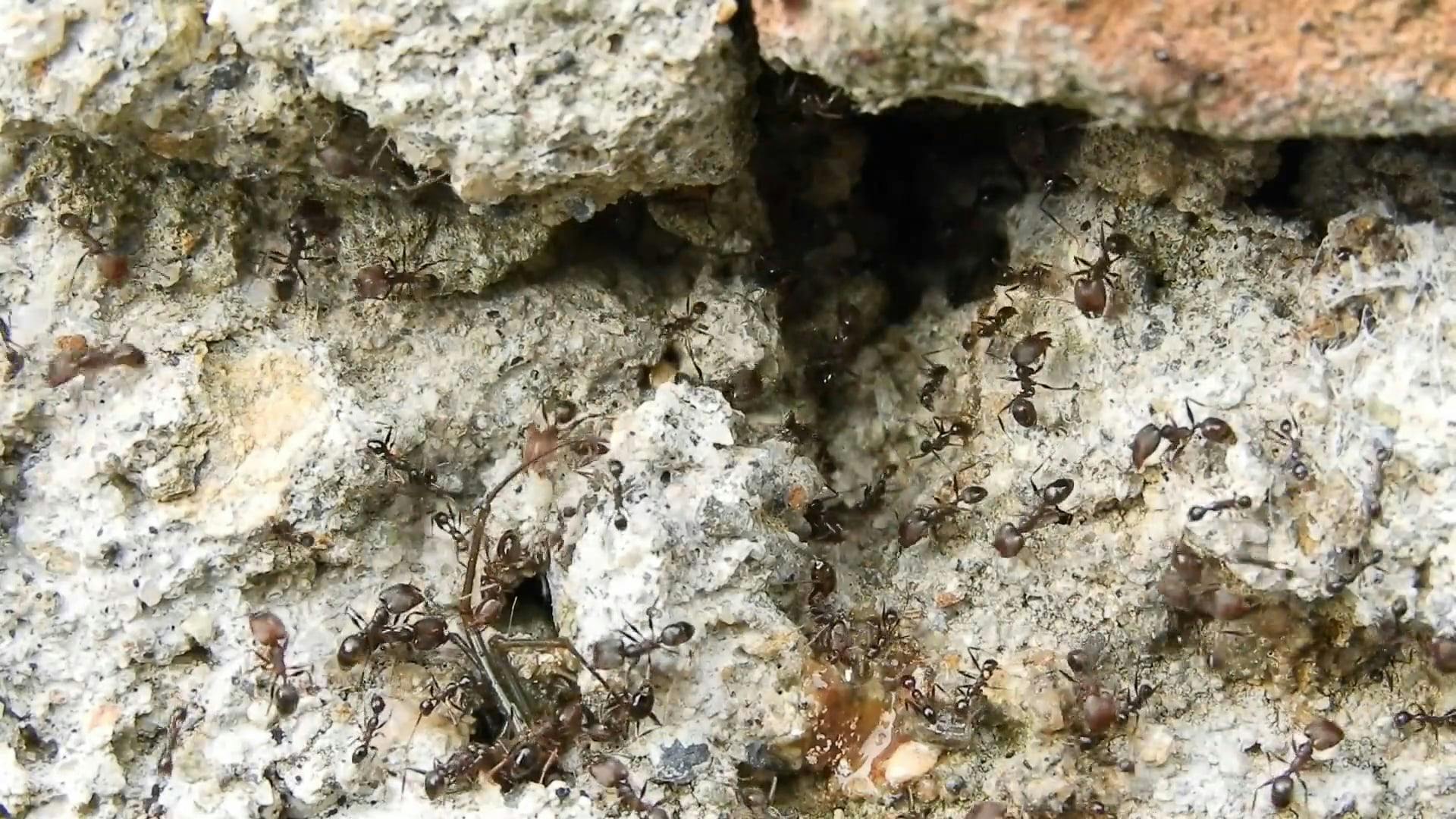 Una Colonia De Hormigas Rojas · Vídeo de stock gratuito