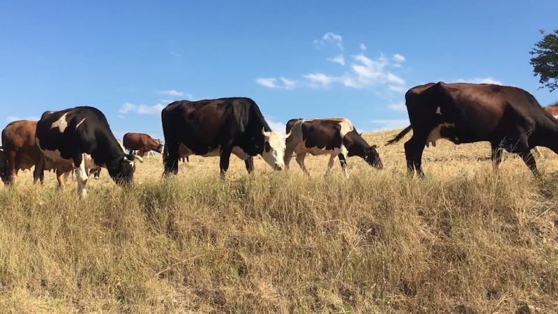 Cows Videos, Download The BEST Free 4k Stock Video Footage & Cows HD ...