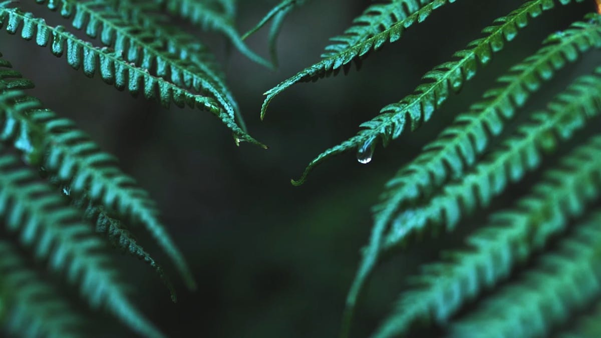 Fern Videos, Download The BEST Free 4k Stock Video Footage & Fern HD ...