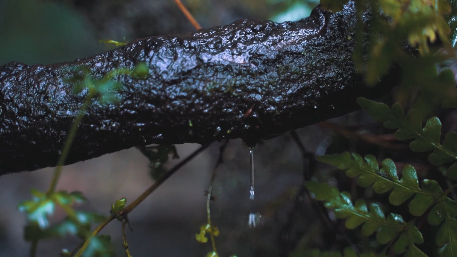 Water Dripping Videos, Download The BEST Free 4k Stock Video Footage ...