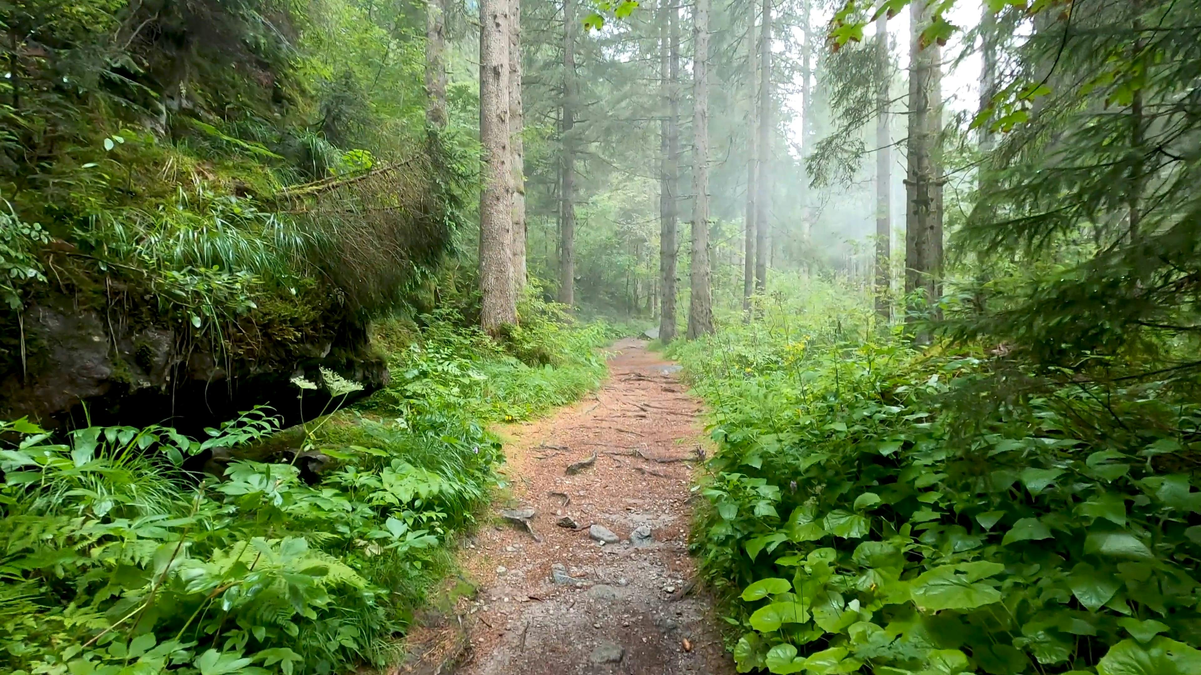 Dirt Trees Videos, Download The BEST Free 4k Stock Video Footage & Dirt ...