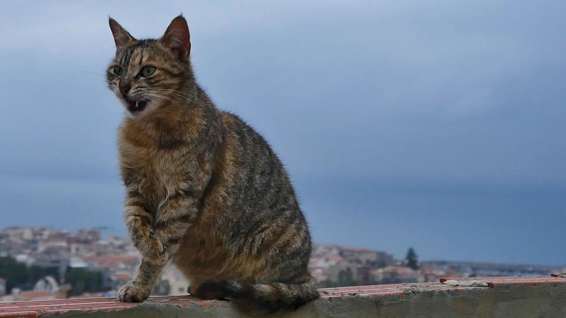 Gato Lambendo A Pata · Vídeo profissional gratuito