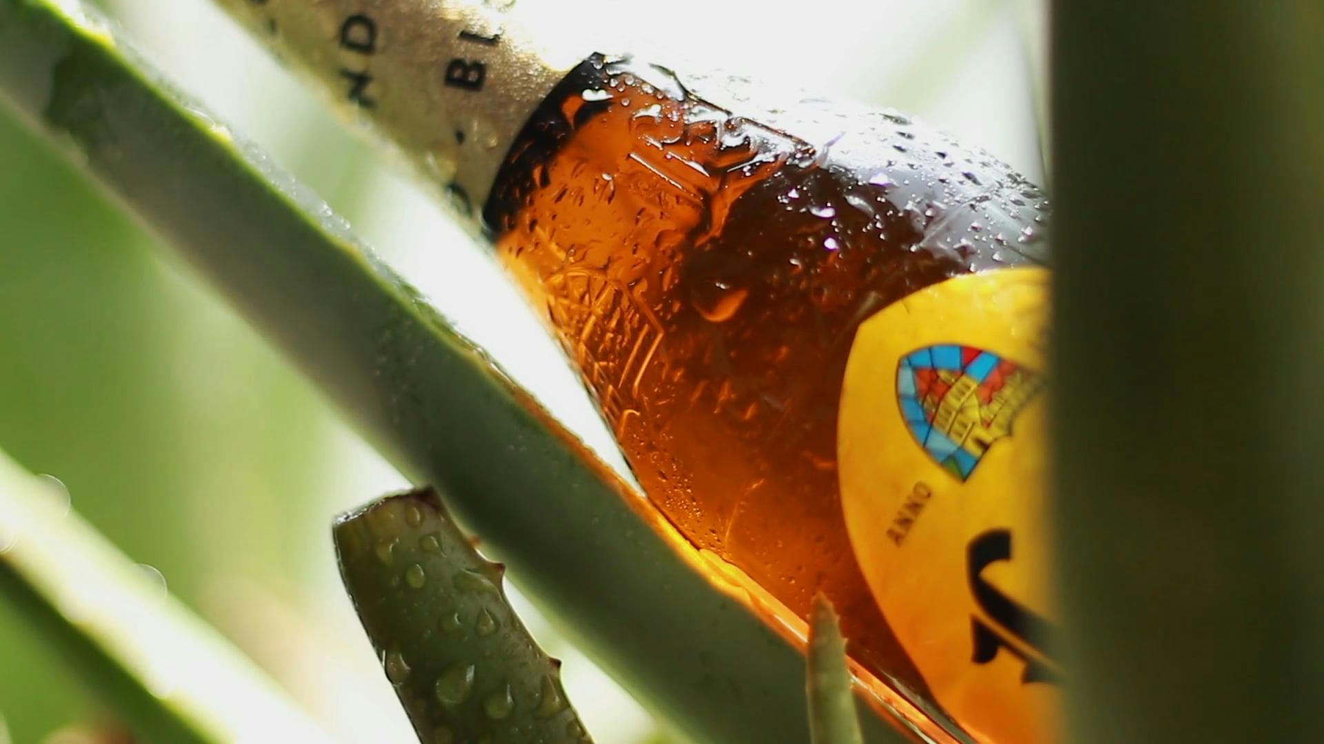 Grain Alcohol Calories Videos, Download The BEST Free 4k Stock Video ...