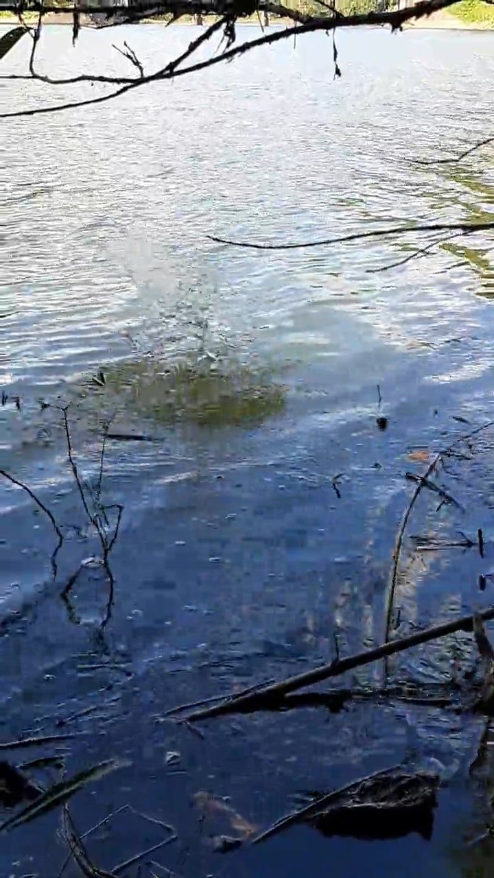 A Rock Thrown in the Water Free Stock Video Footage, Royalty-Free 4K ...