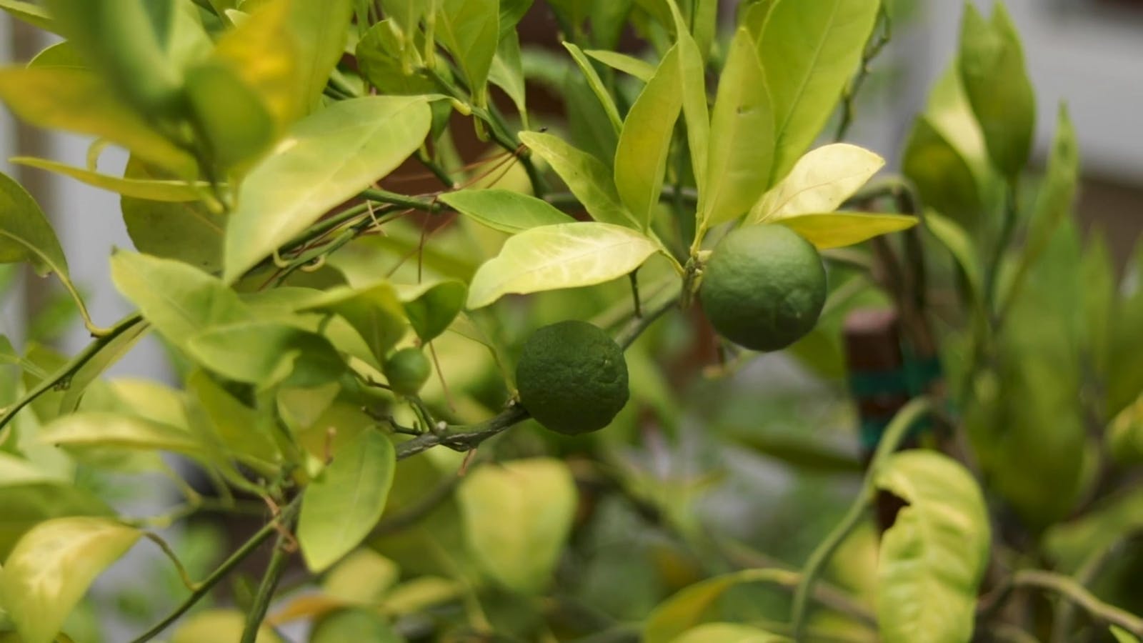 Lemon Tree Videos, Download The BEST Free 4k Stock Video Footage ...