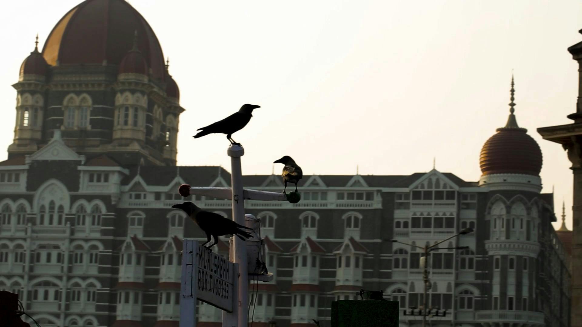 Two Crows Perched On An Electric Wire Before One Flew Away Free Stock ...