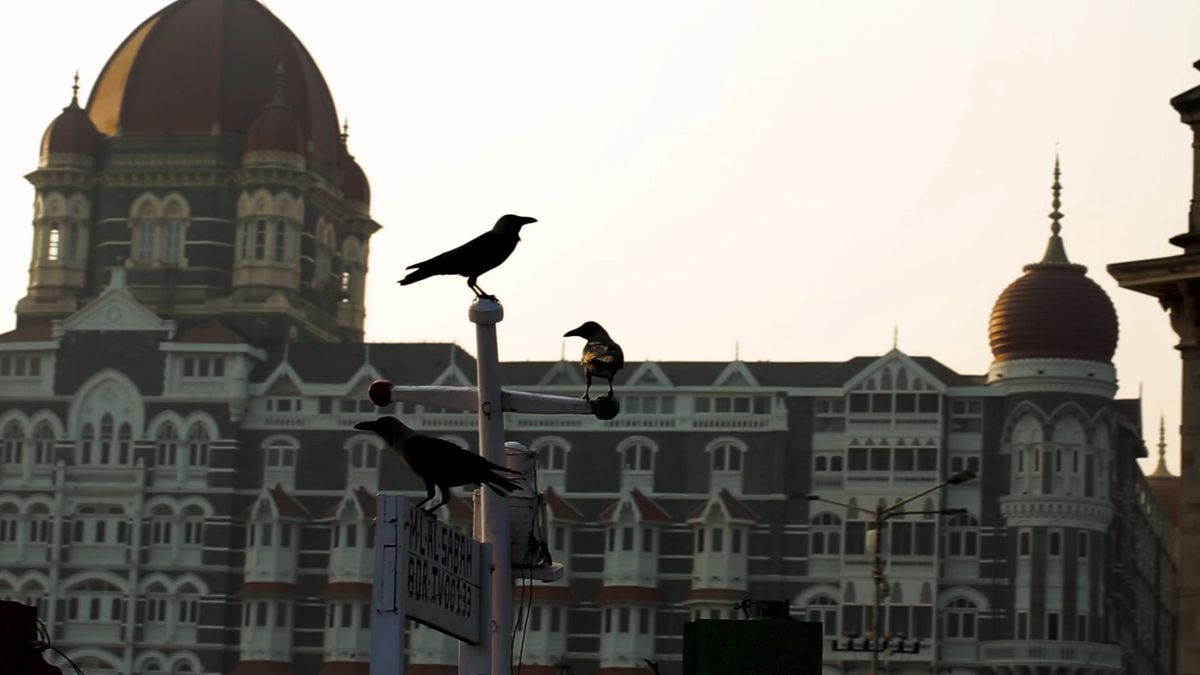 Crows Flying Videos, Download The BEST Free 4k Stock Video Footage ...