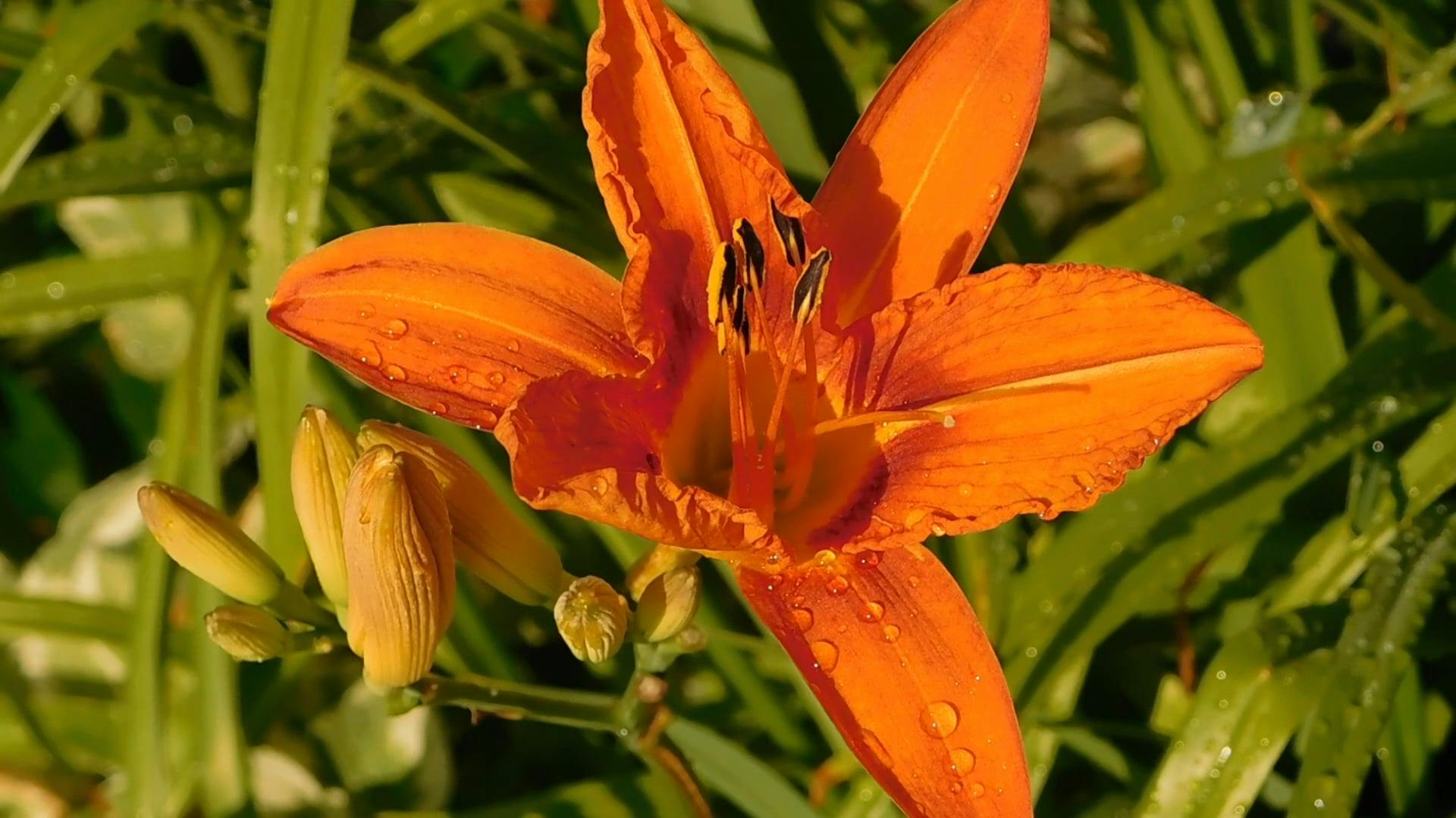 Close Up Video of Orange Hippeastrum Flower Free Stock Video Footage ...