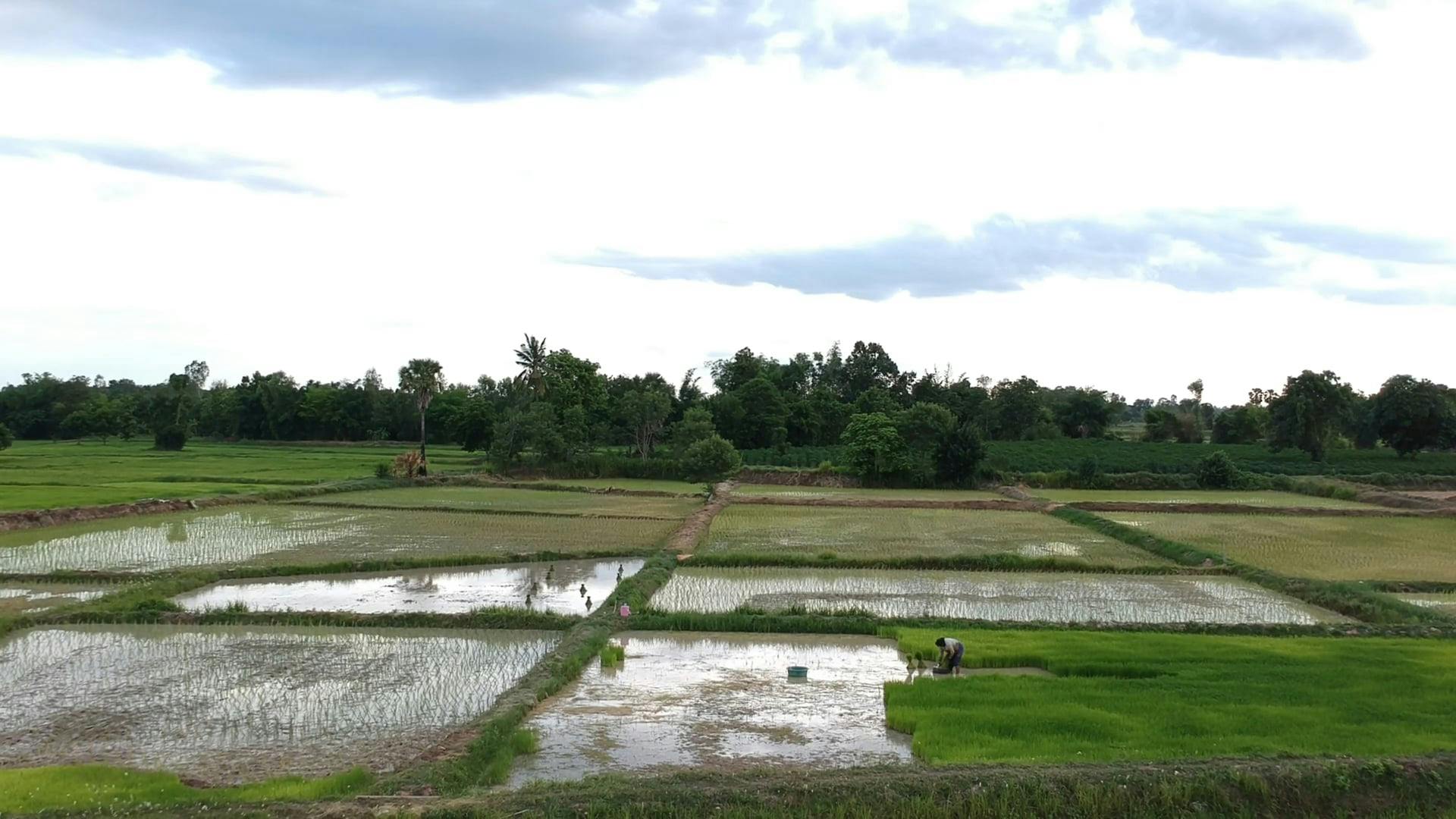Drone Footage of Rice Fields · Free Stock Video