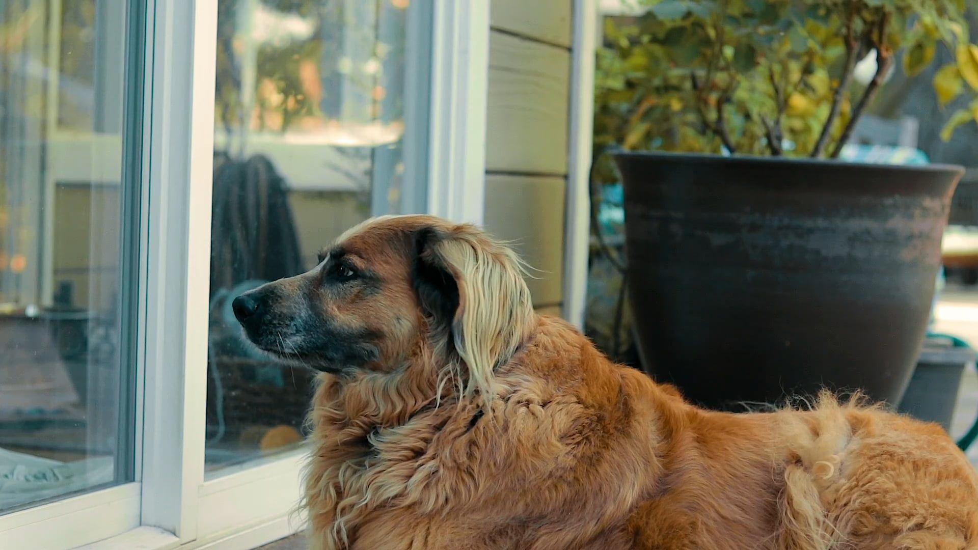 Close-Up View of a Dog Sitting Outside of House Free Stock Video ...