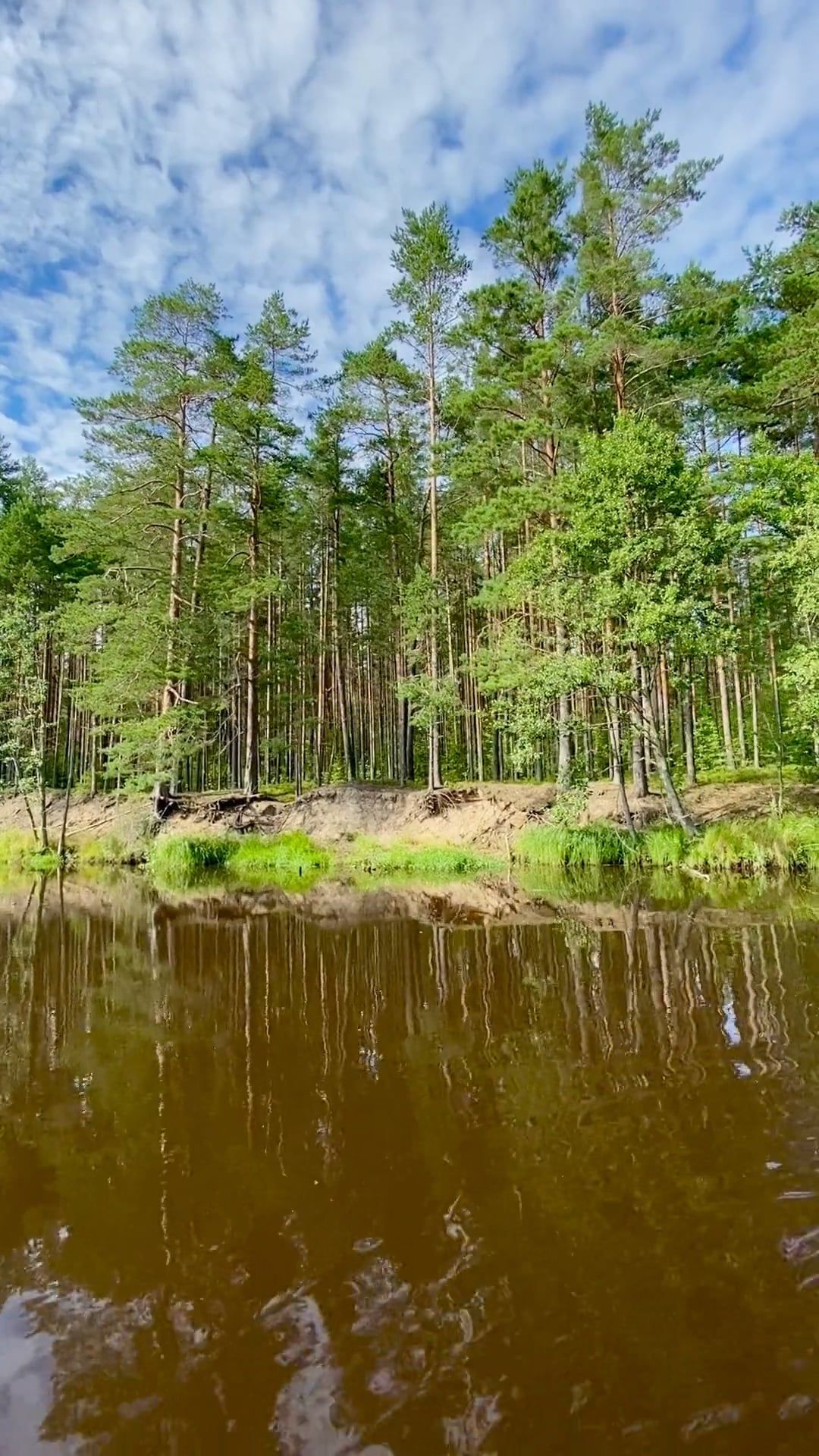 Trees Near a Lake Free Stock Video Footage, Royalty-Free 4K & HD Video Clip