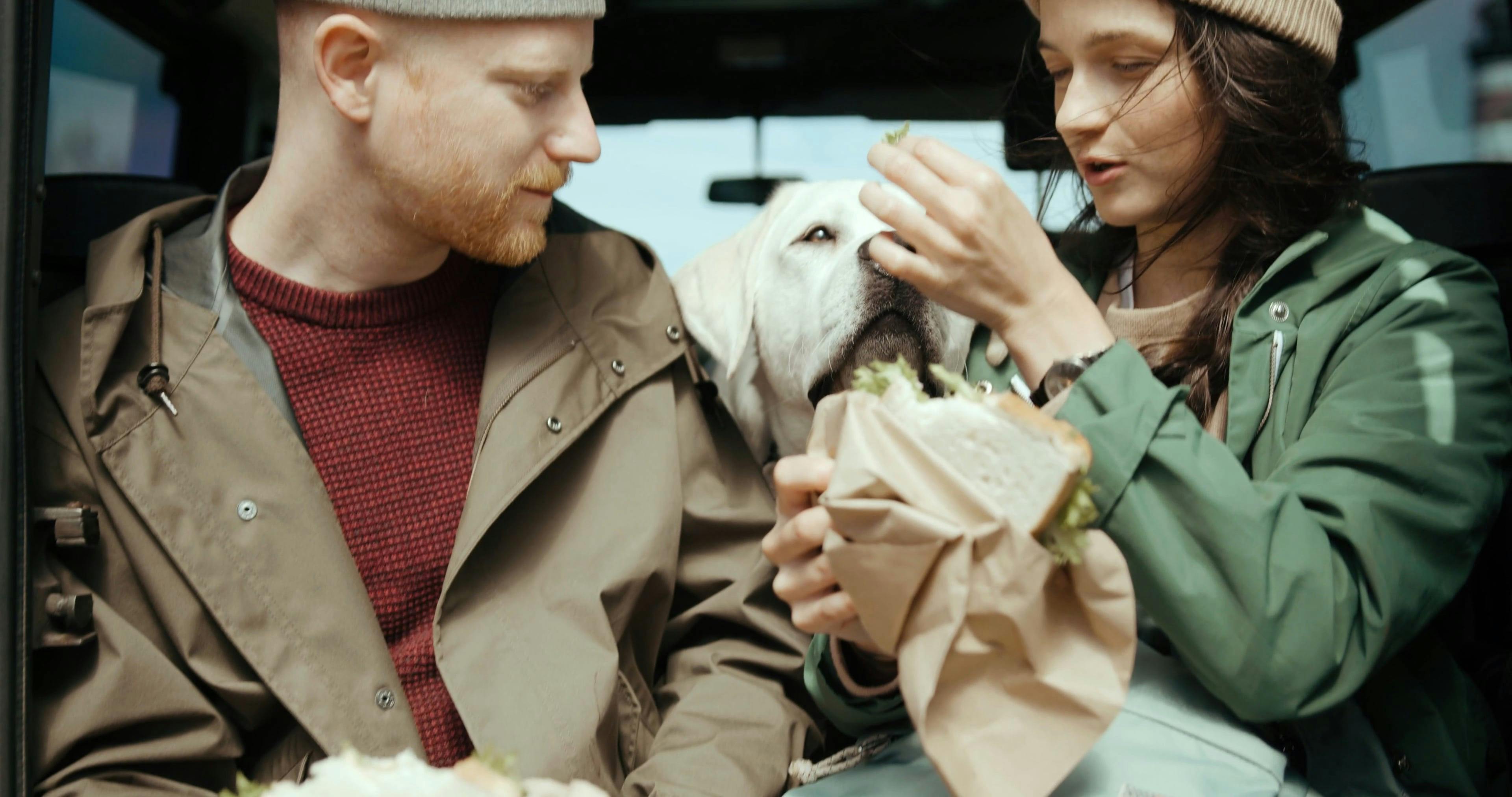 Couple Eating with their Dog at the Back of the Car · Free Stock Video