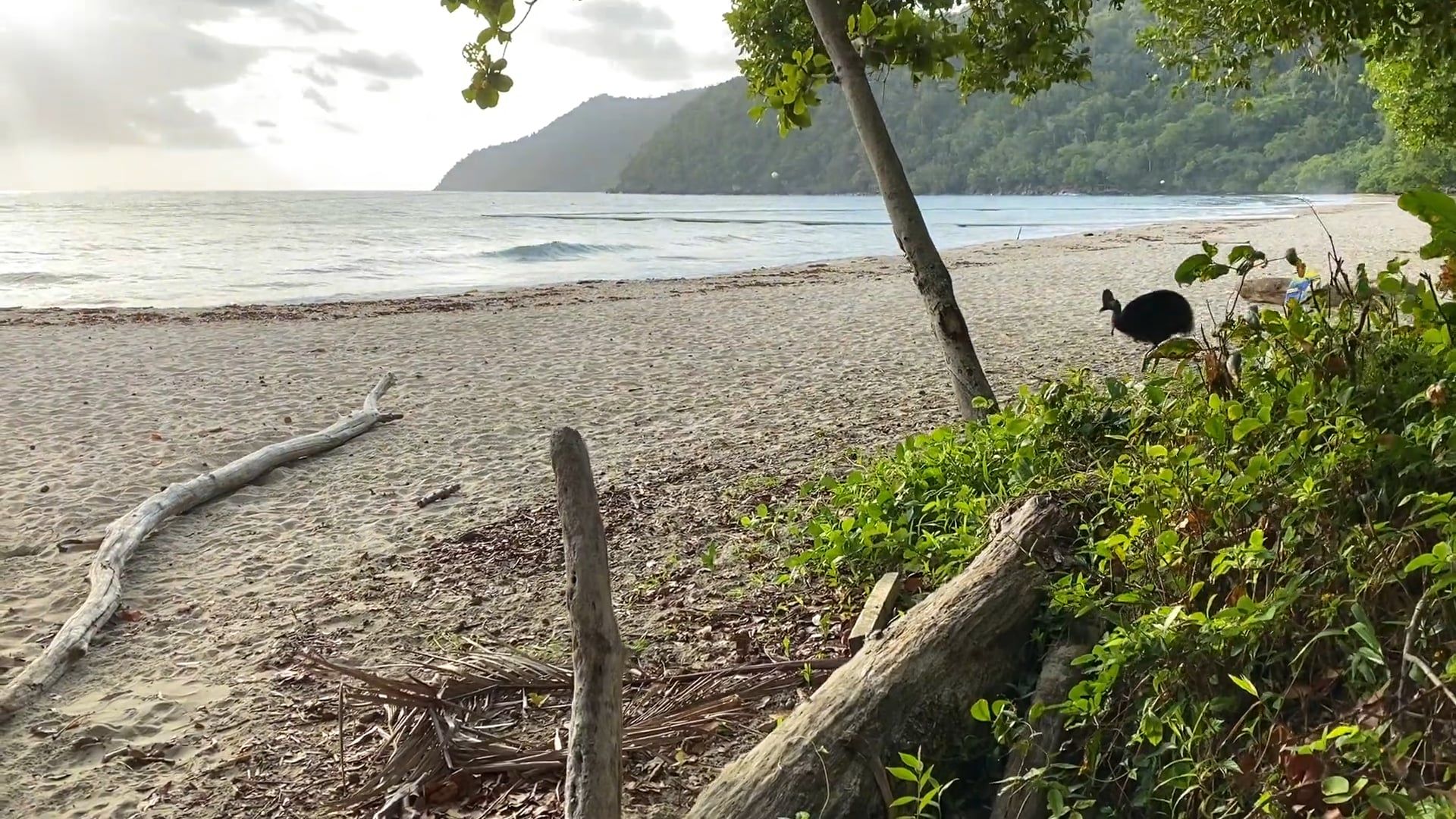 A Cassowary Walking on the Seashore Free Stock Video Footage, Royalty ...
