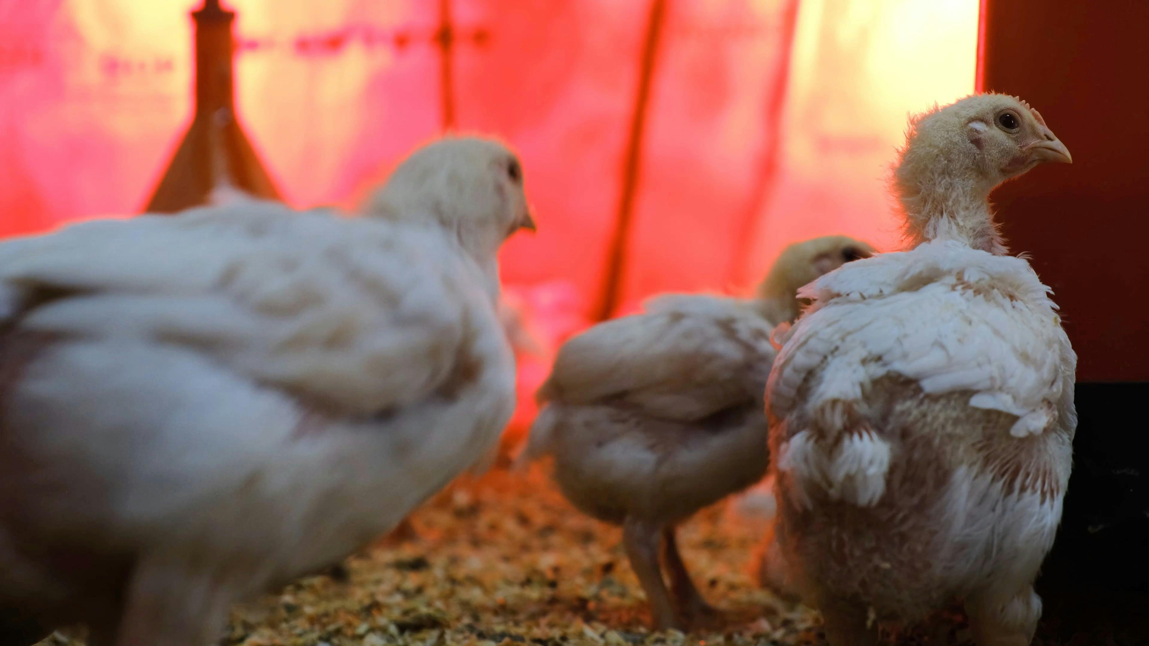 Chickens in a Henhouse · Free Stock Video