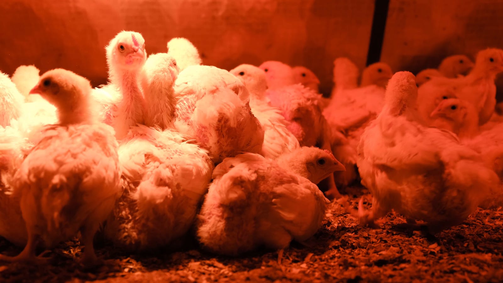 Chickens Videos, Download The BEST Free 4k Stock Video Footage ...
