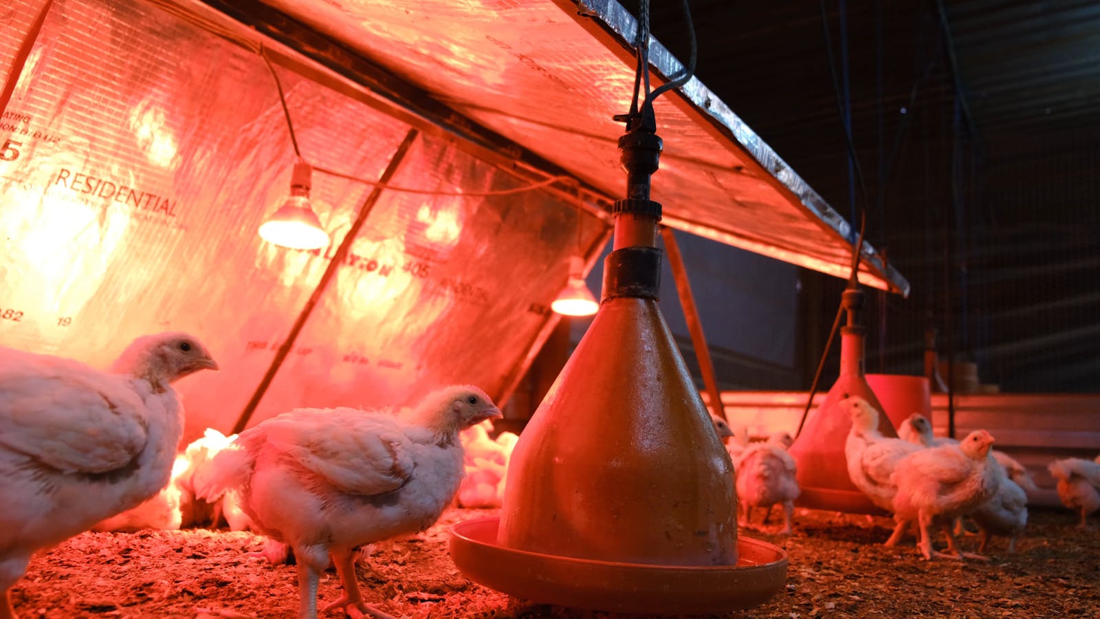 Poultry Farm Videos, Download The BEST Free 4k Stock Video Footage ...