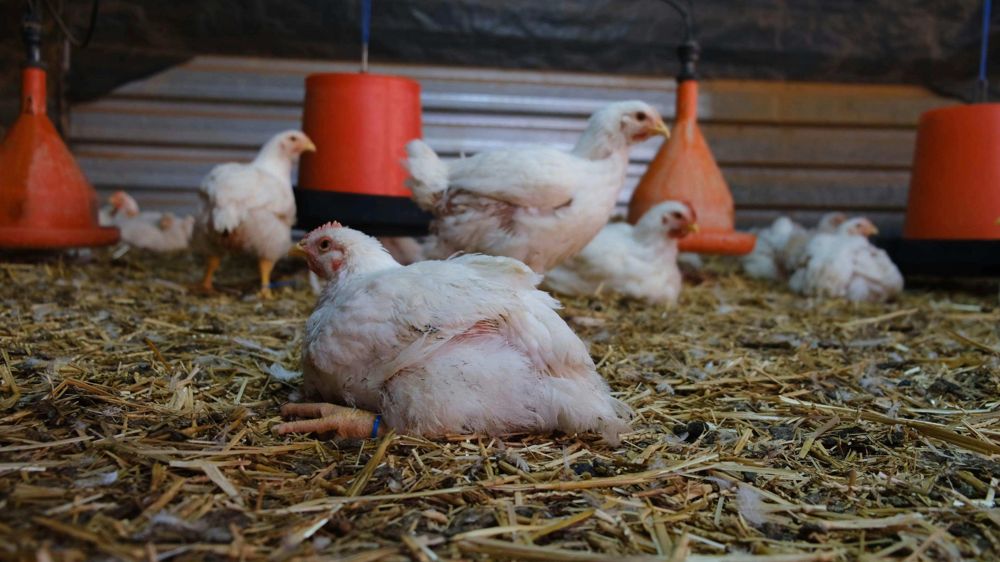 Chickens in a Henhouse · Free Stock Video