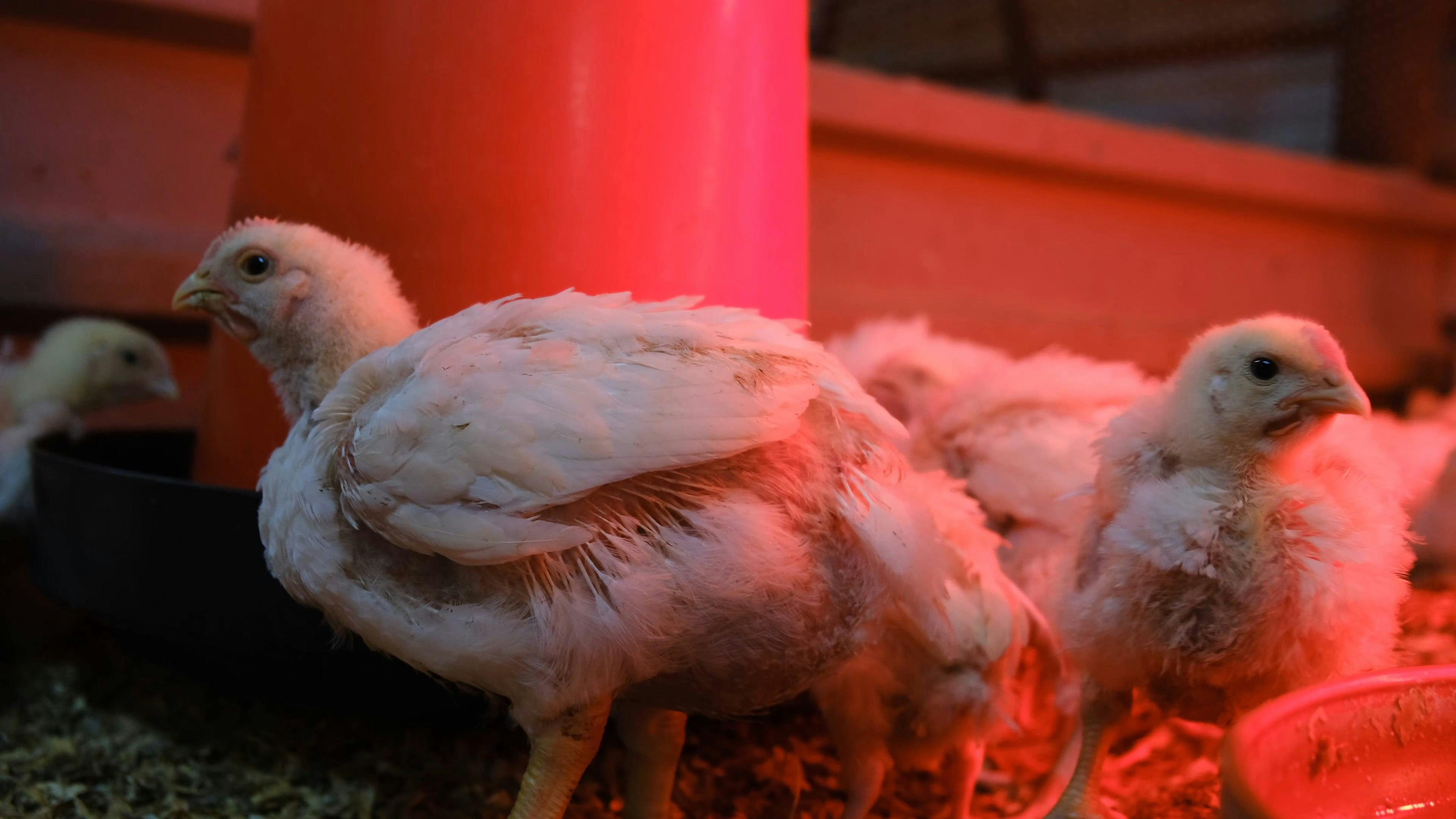 Poultry Farming Of Chickens As Business Free Stock Video Footage ...